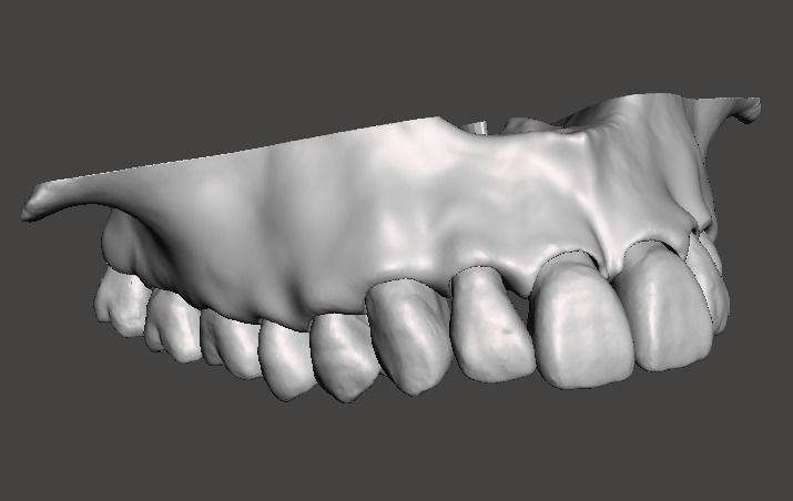 D012 Maxillary and Mandibular dental models anatomical teeth 3D model ...