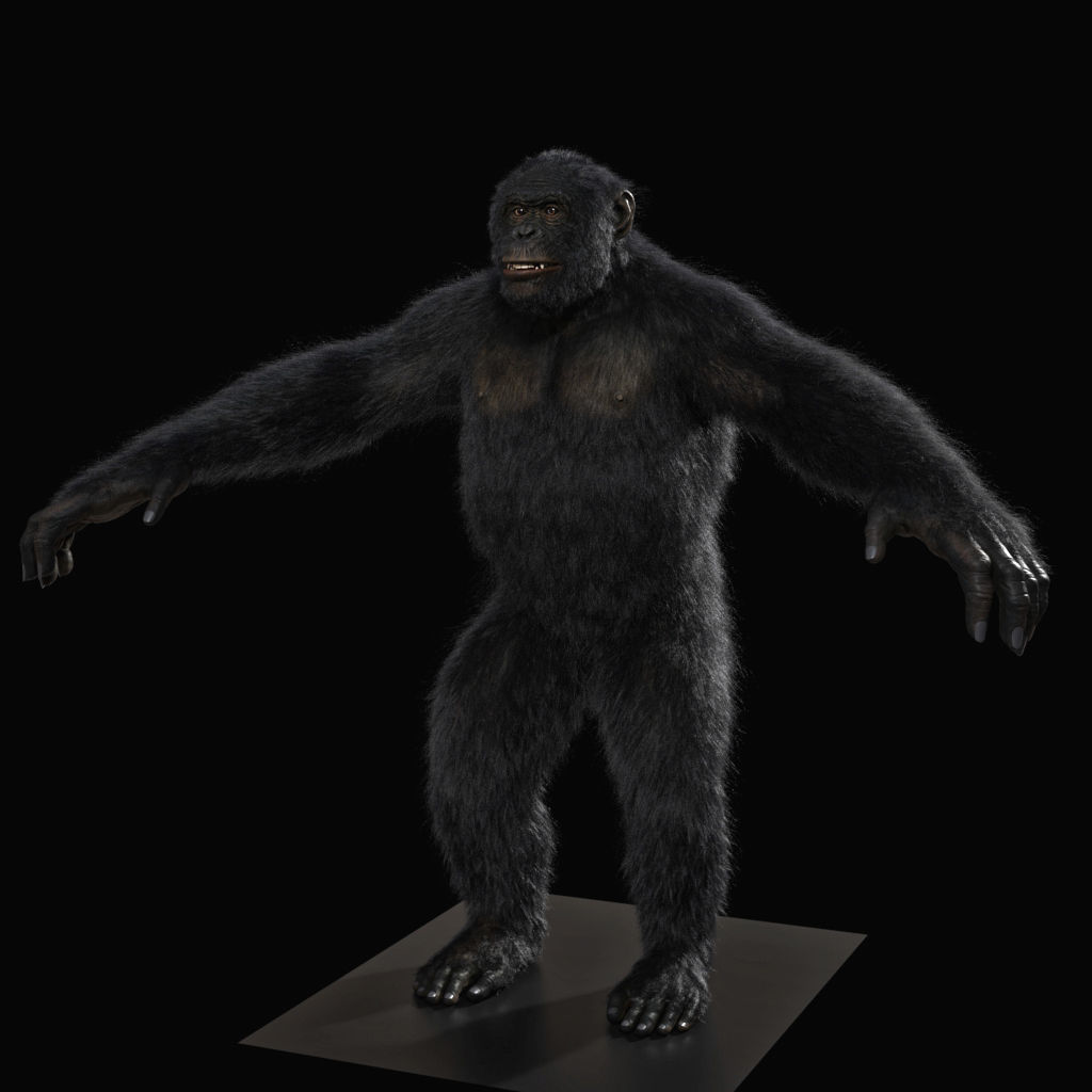 Bonobo High detailed Realistic 3D Model 3D model | CGTrader