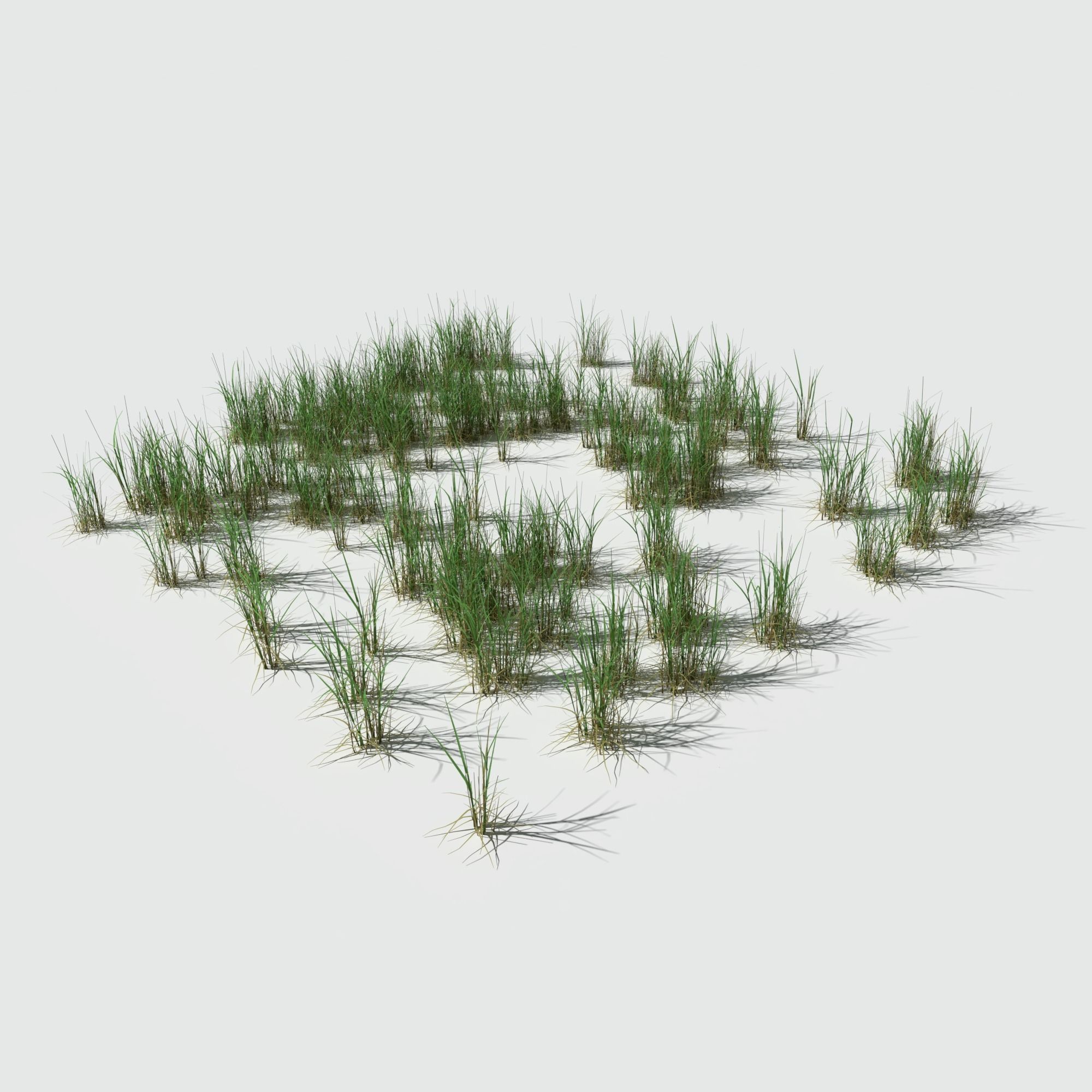 Dry Bent Gras Meadow Patch 3D model | CGTrader