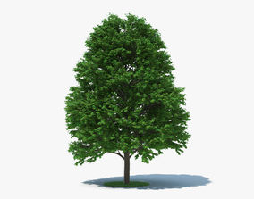 Maple tree 3D Models | CGTrader
