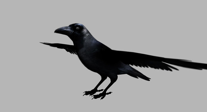 crow bird 3d model 3D model | CGTrader