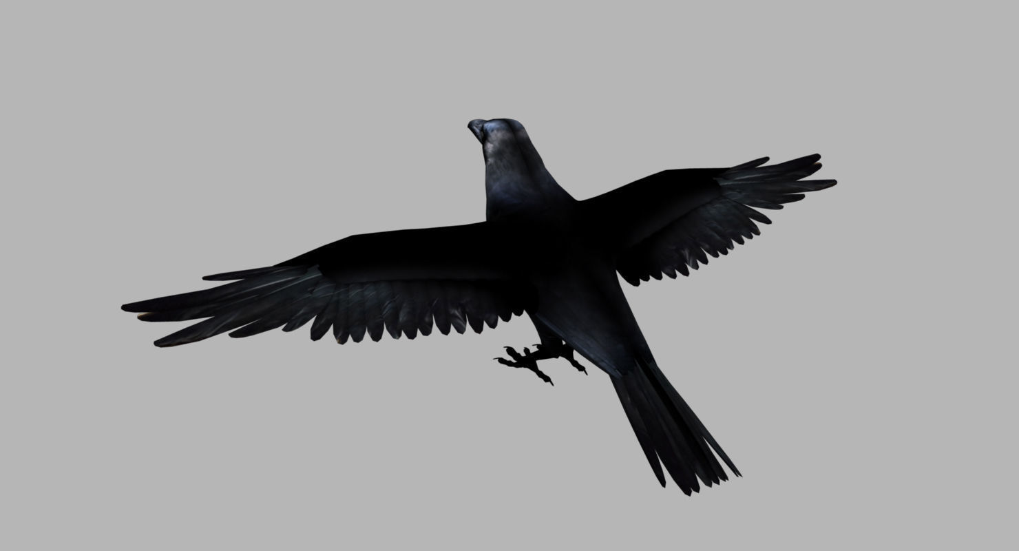 crow bird 3d model 3D model | CGTrader