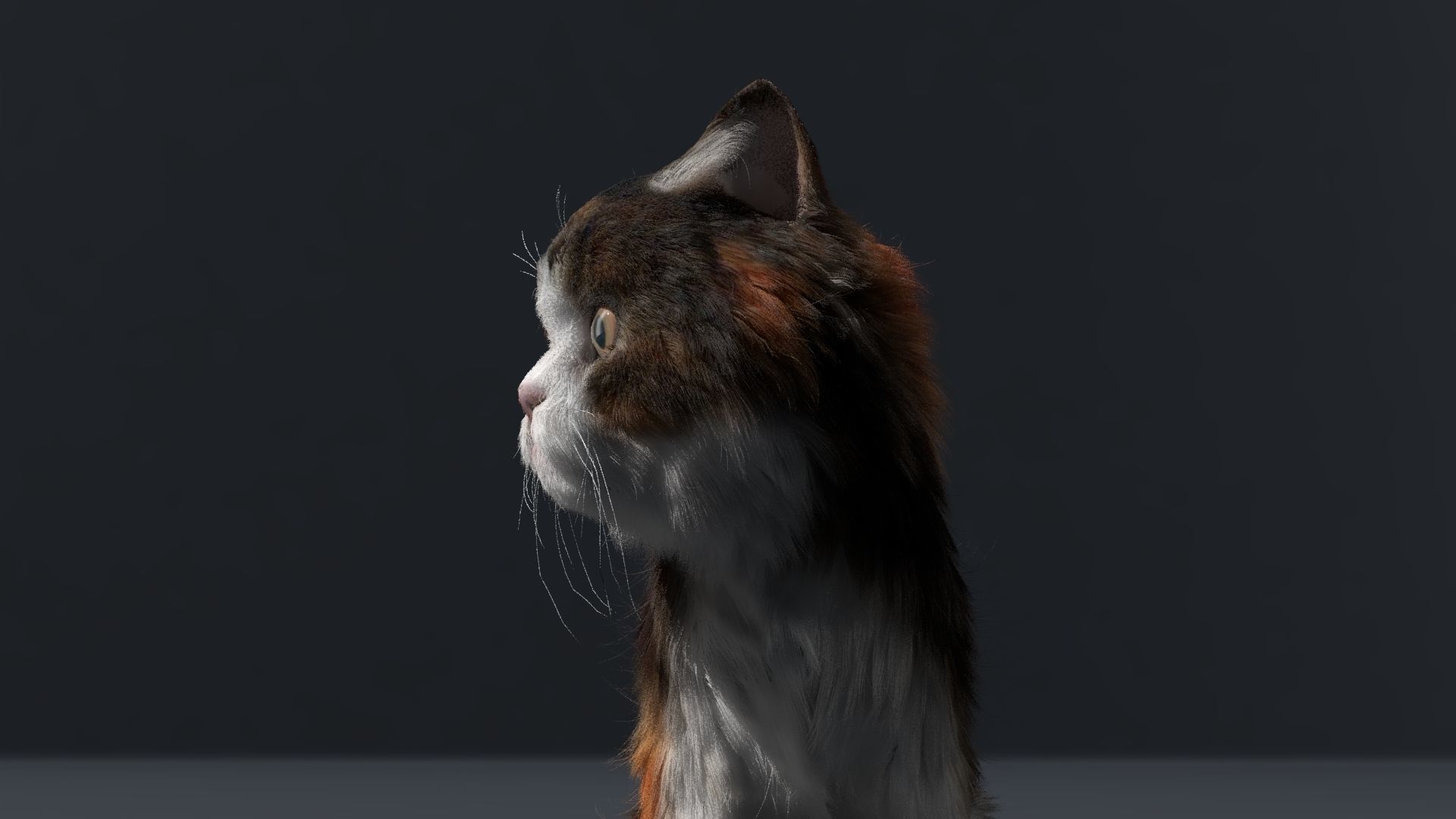 Cat Fur Rig 3D model rigged | CGTrader