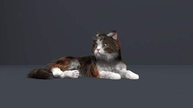 Cat Fur Rig 3D model rigged | CGTrader