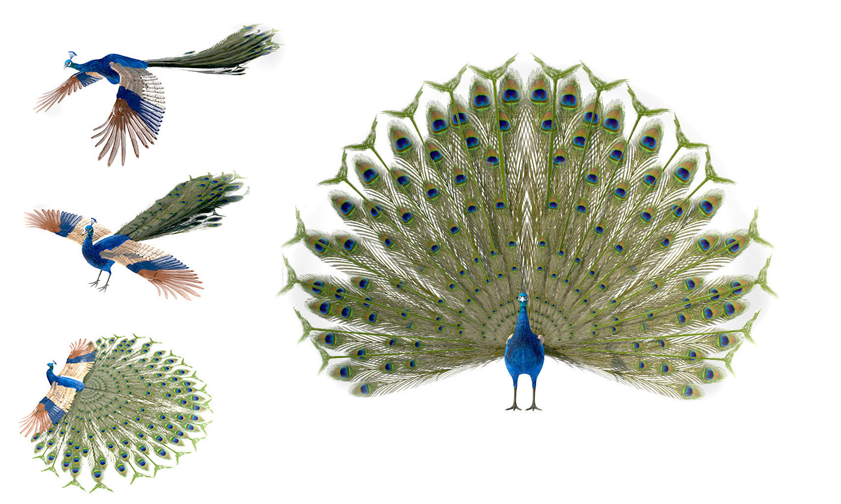 Male Peacock Rigged 3D Asset Low poly CGTrader Male Peacock Rigged 3D Asset Low poly CGTrader