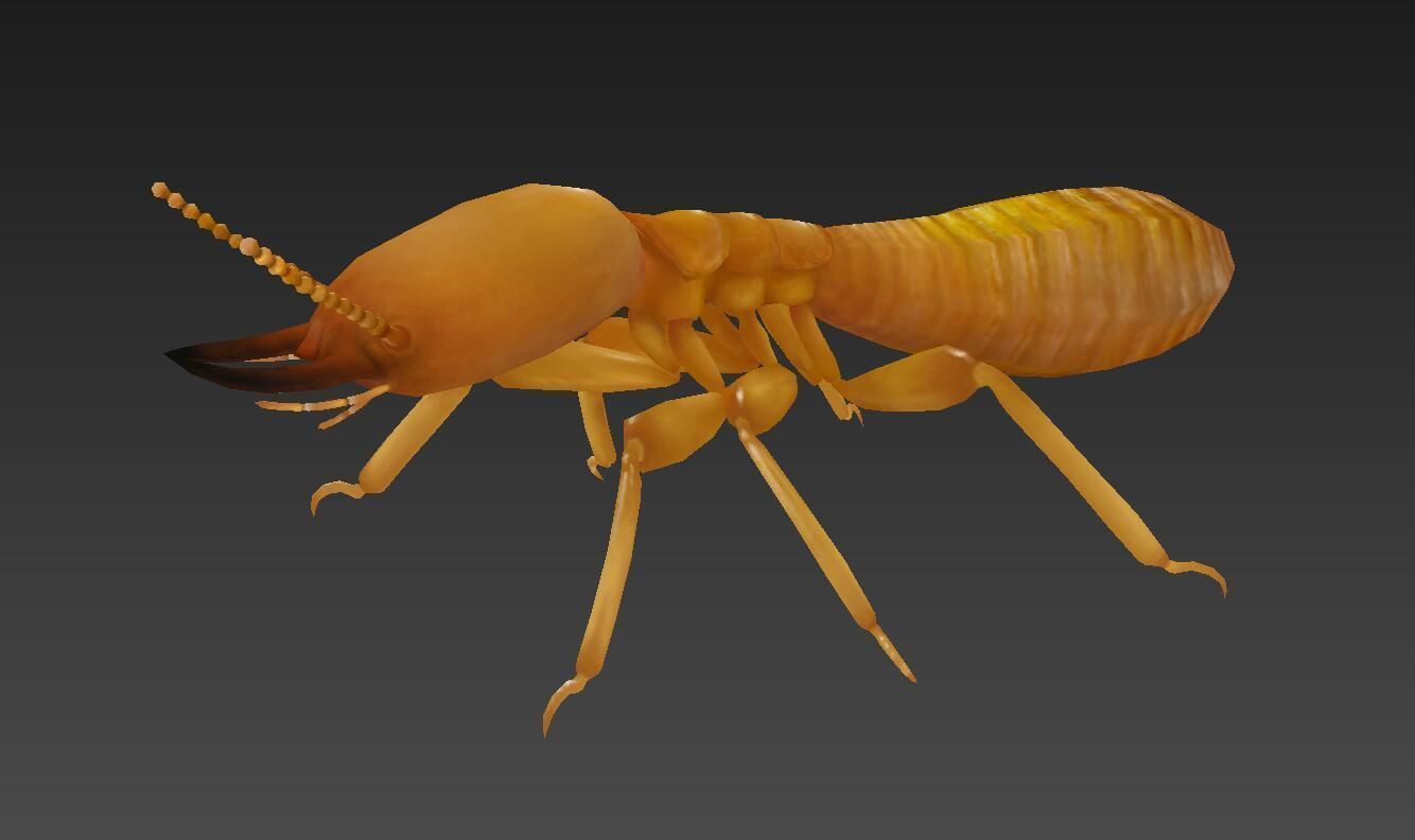 termite 3D asset | CGTrader