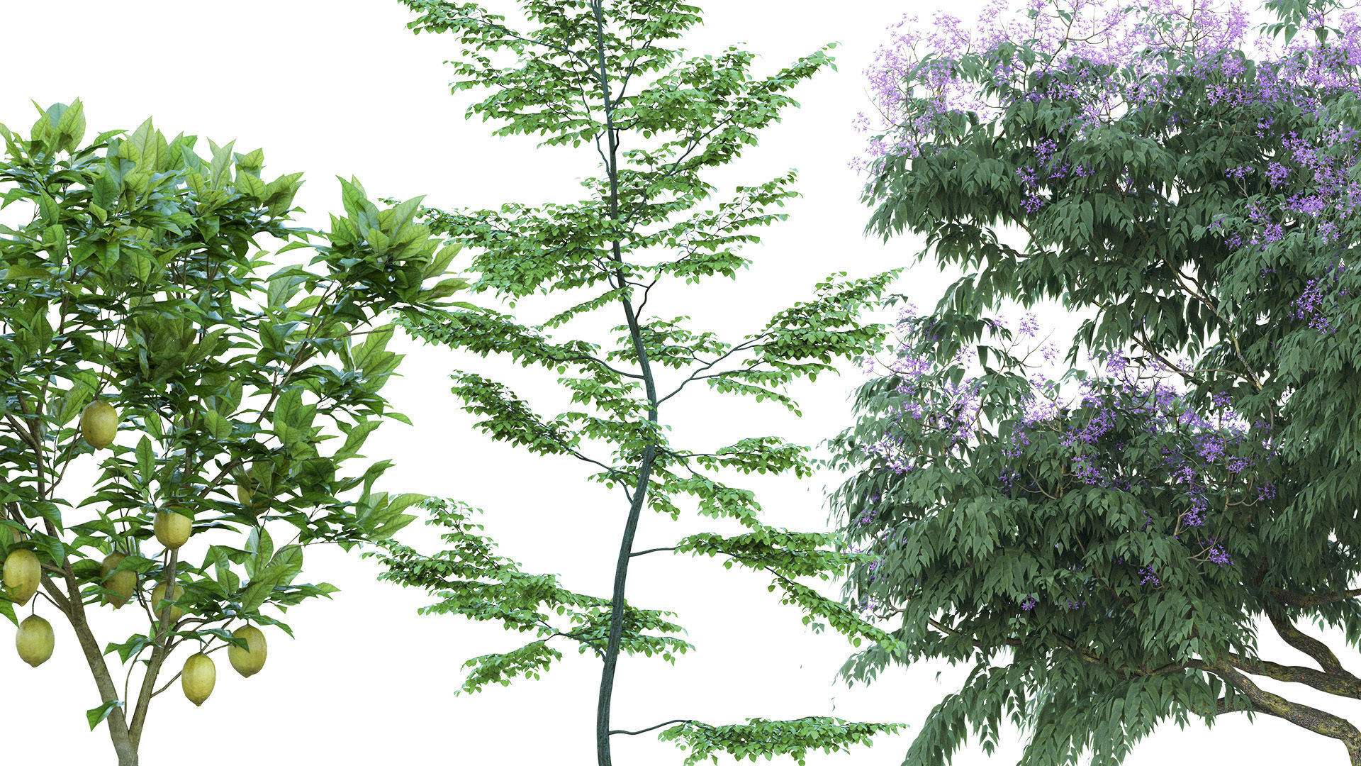 60 Cutout Trees Collection Texture | CGTrader