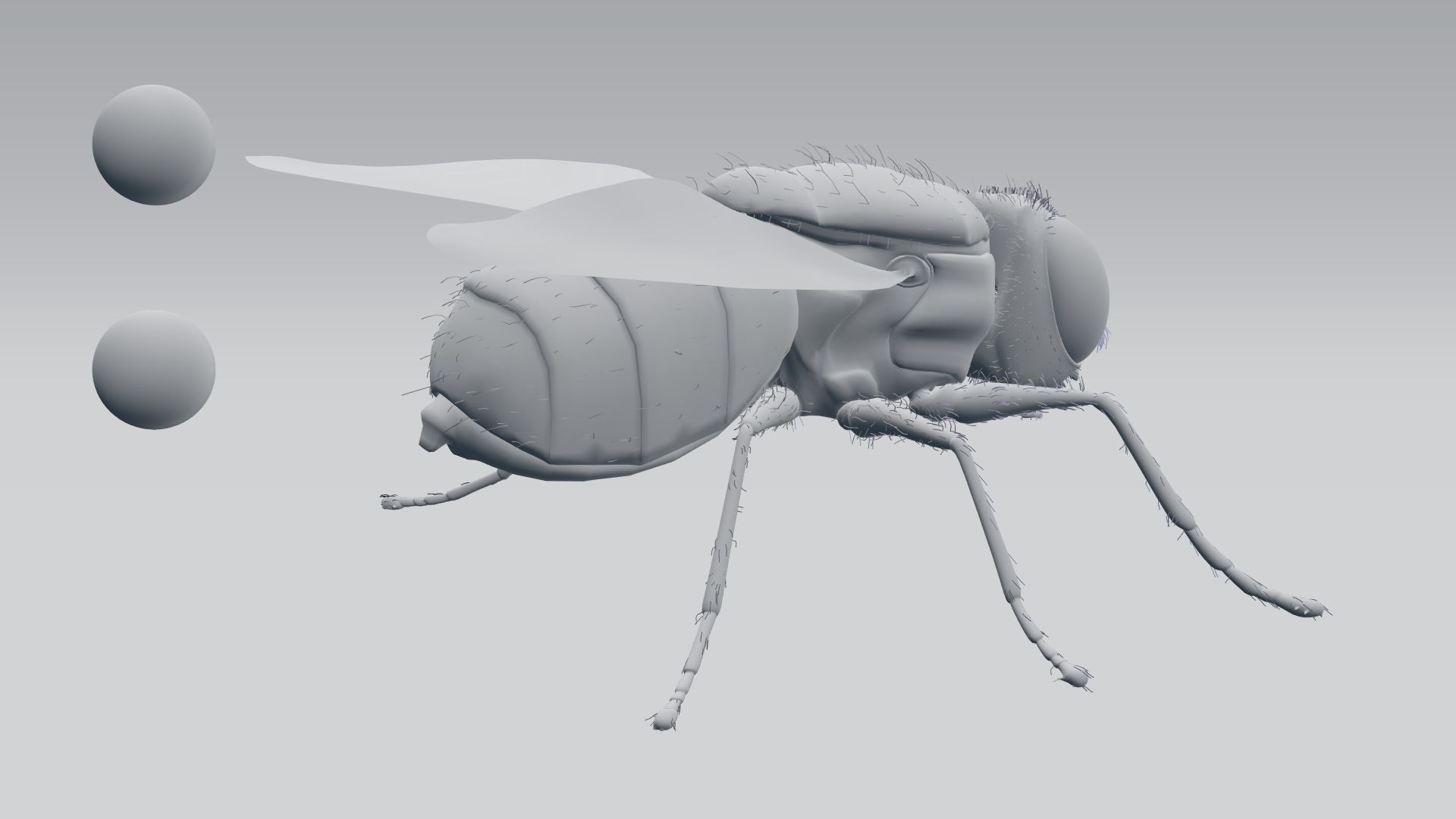 housefly fly 3D model | CGTrader