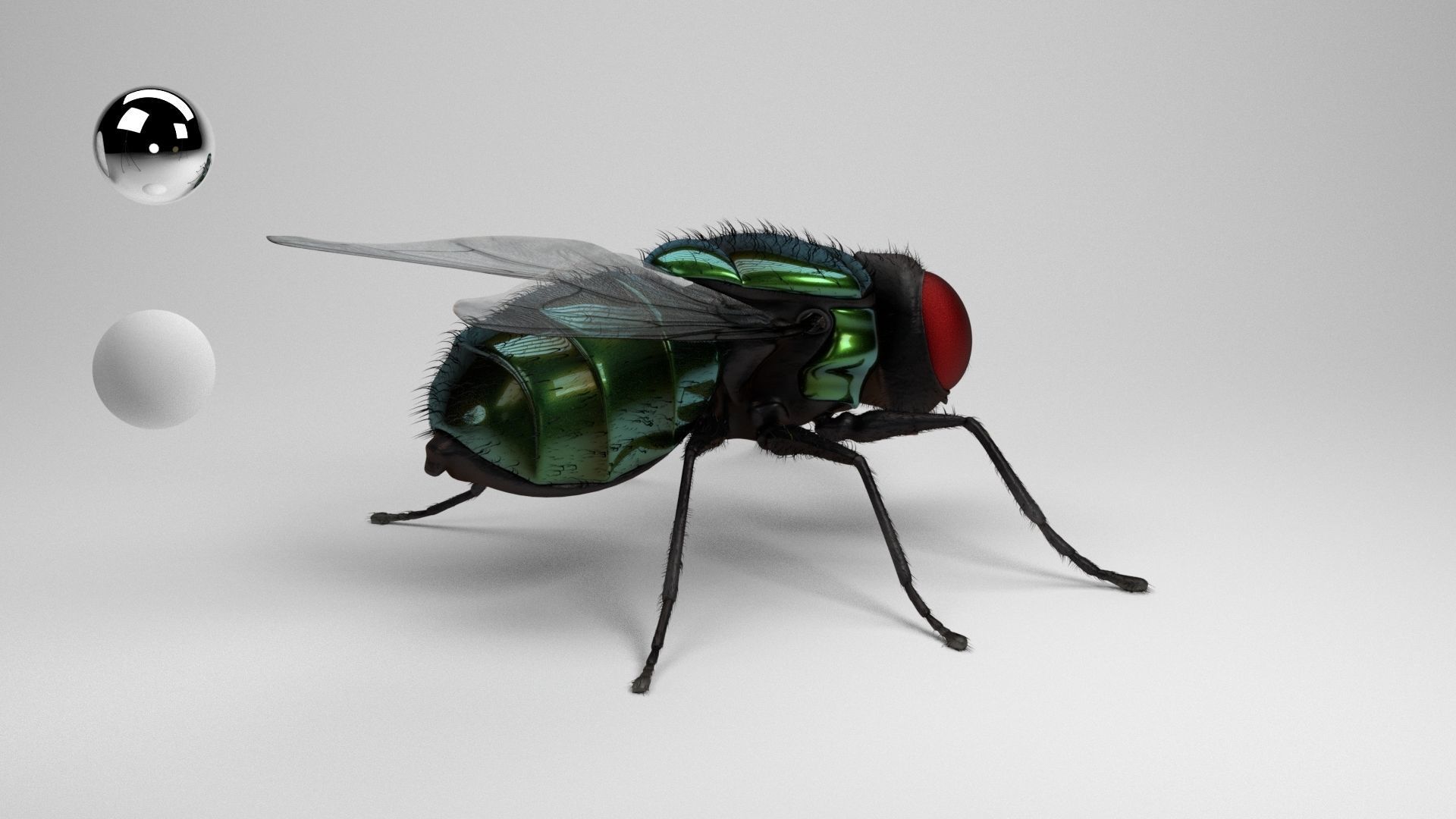 housefly fly 3D model | CGTrader