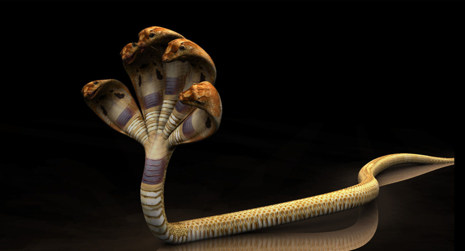 five head snake rigged model 3D model rigged | CGTrader