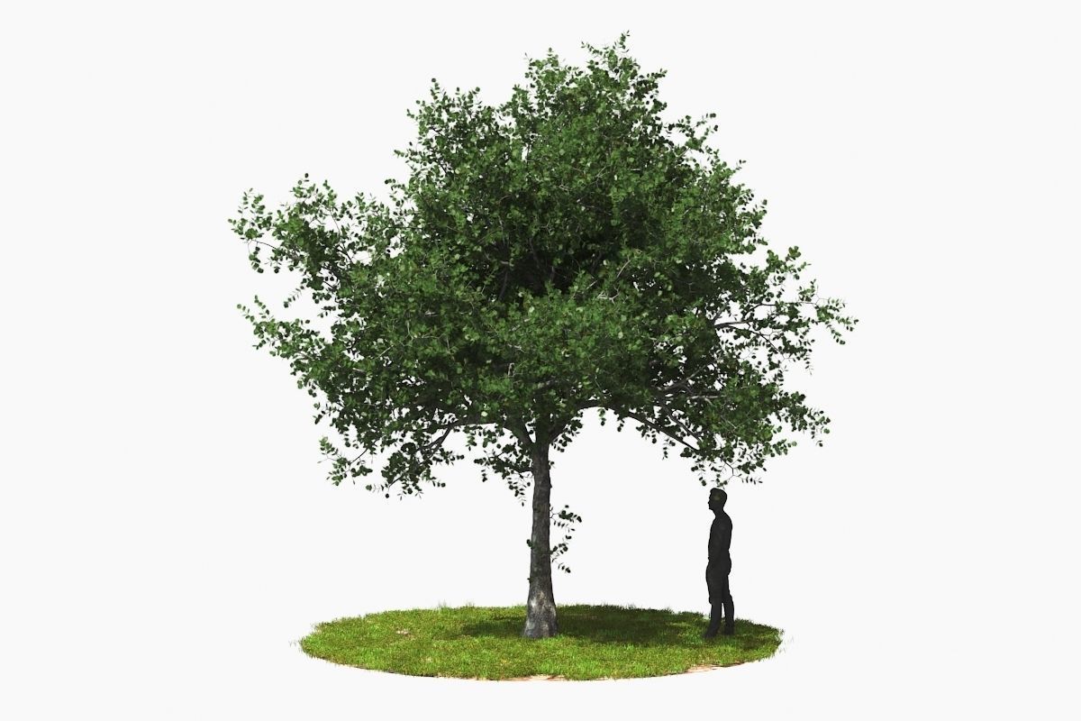 Wind Tree001 Animation 3D model animated | CGTrader