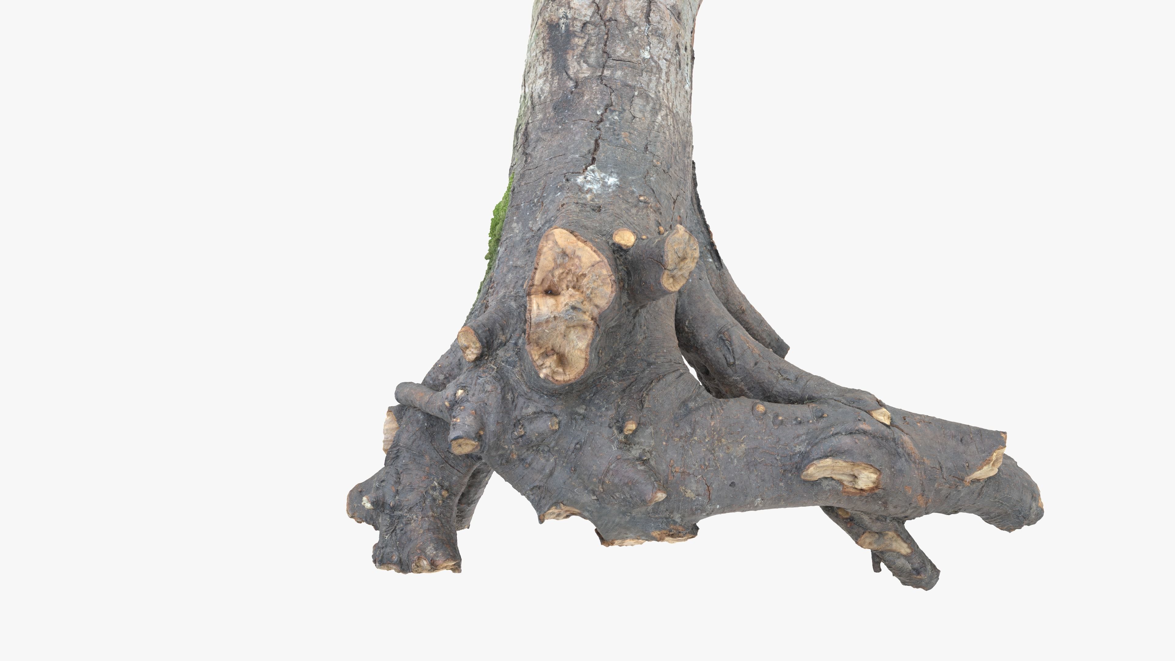 3D model Withered Broken Tree with Roots VR / AR / low-poly | CGTrader
