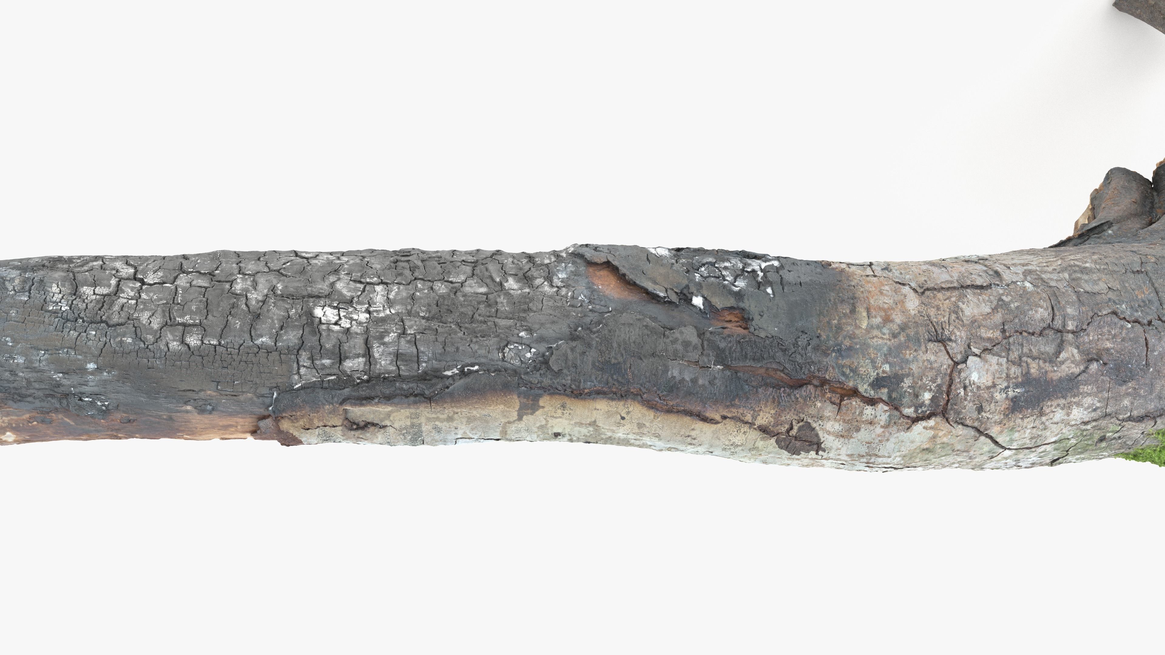 3D model Withered Broken Tree with Roots VR / AR / low-poly | CGTrader