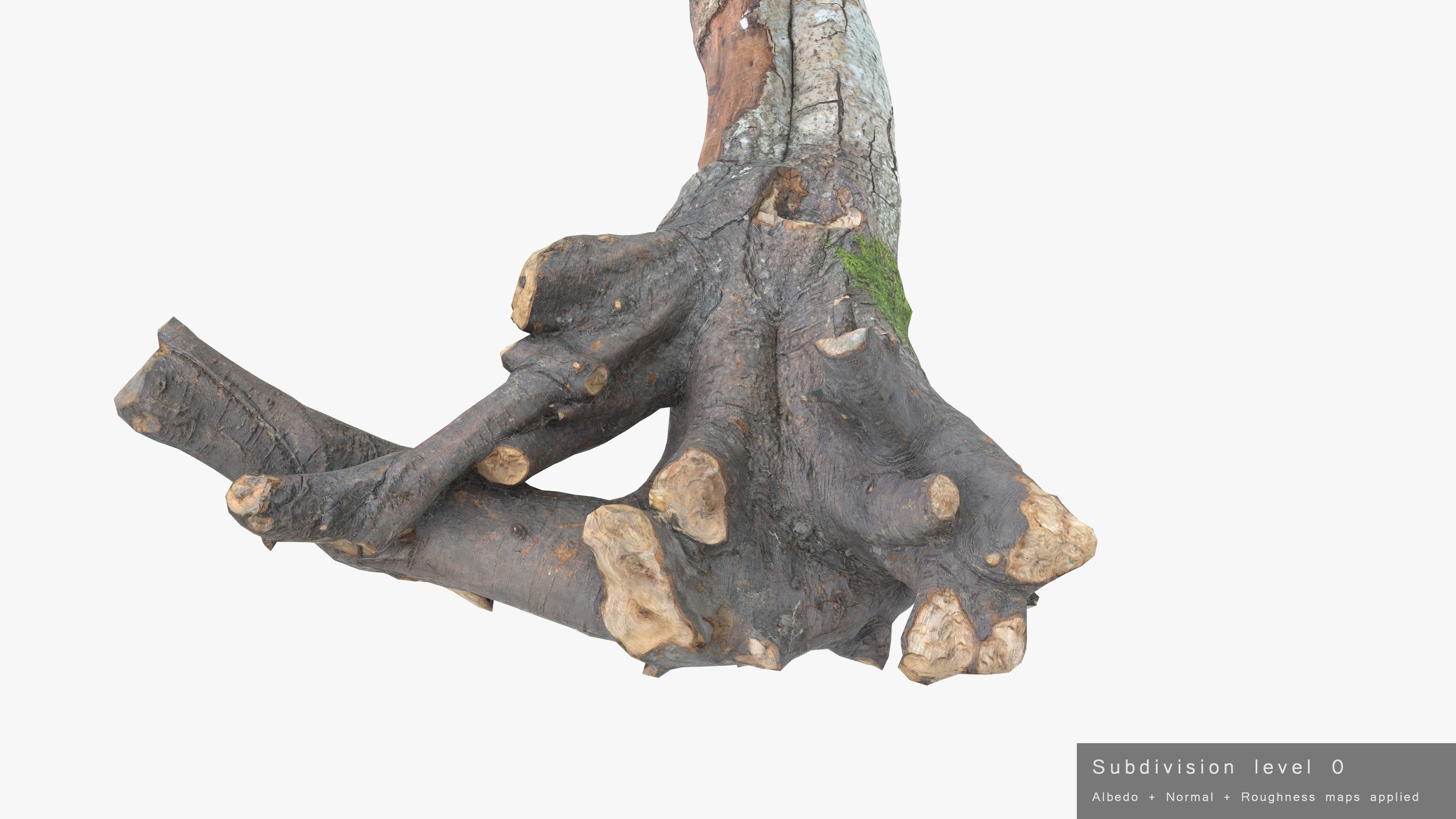 3D model Withered Broken Tree with Roots VR / AR / low-poly | CGTrader