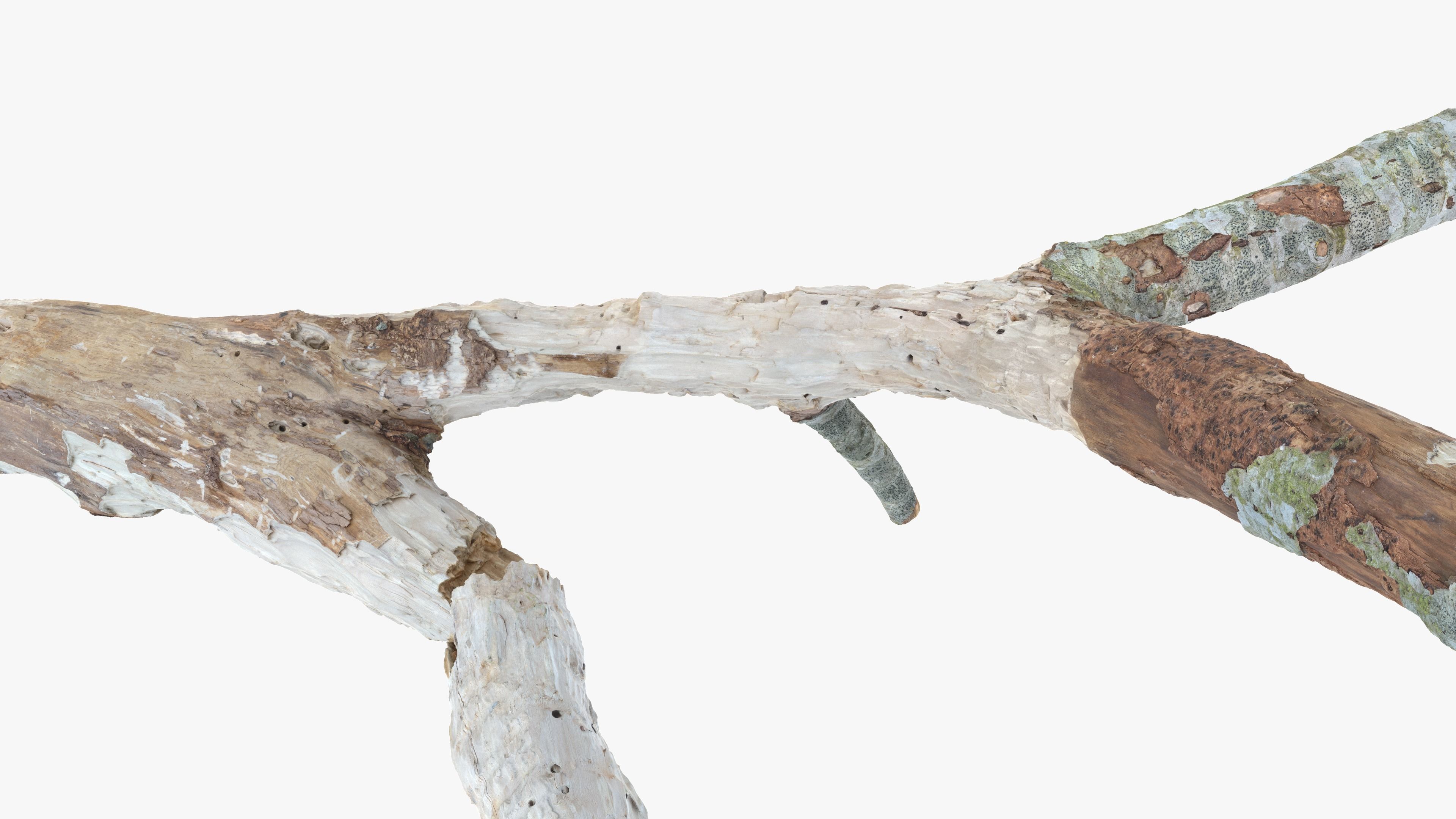 3D model Withered Broken Tree with Roots VR / AR / low-poly | CGTrader