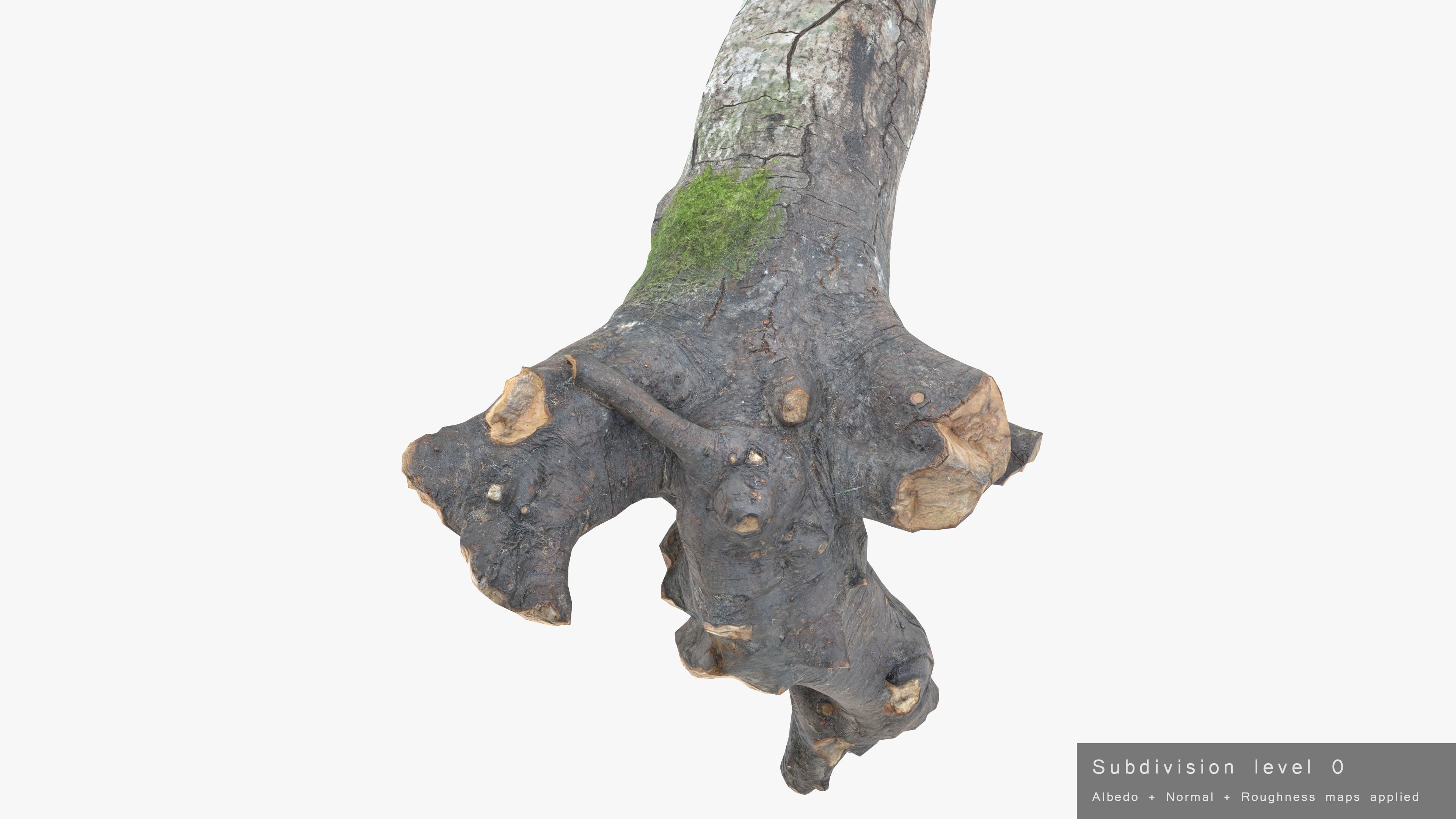 3D model Withered Broken Tree with Roots VR / AR / low-poly | CGTrader