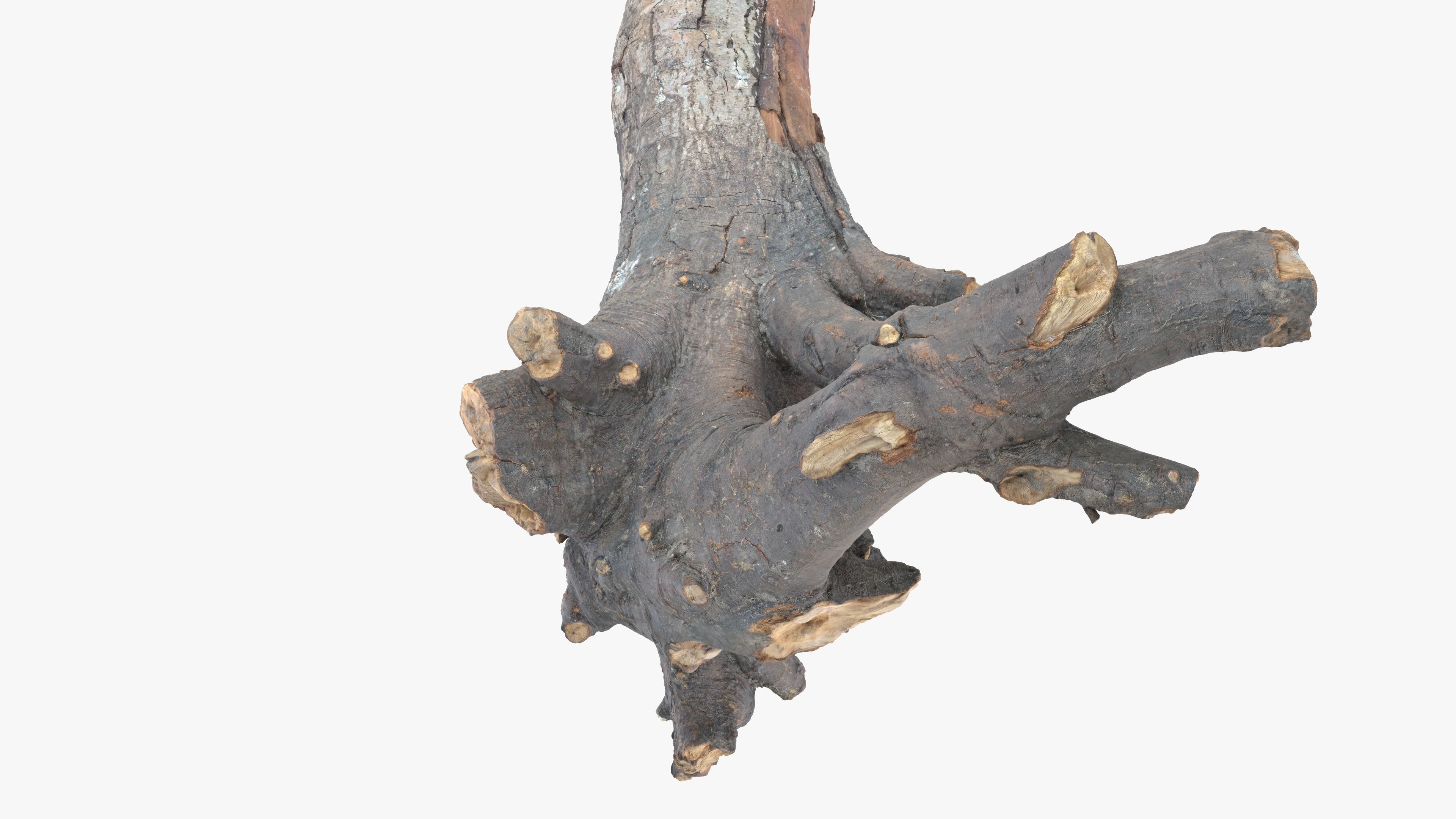 3D model Withered Broken Tree with Roots VR / AR / low-poly | CGTrader