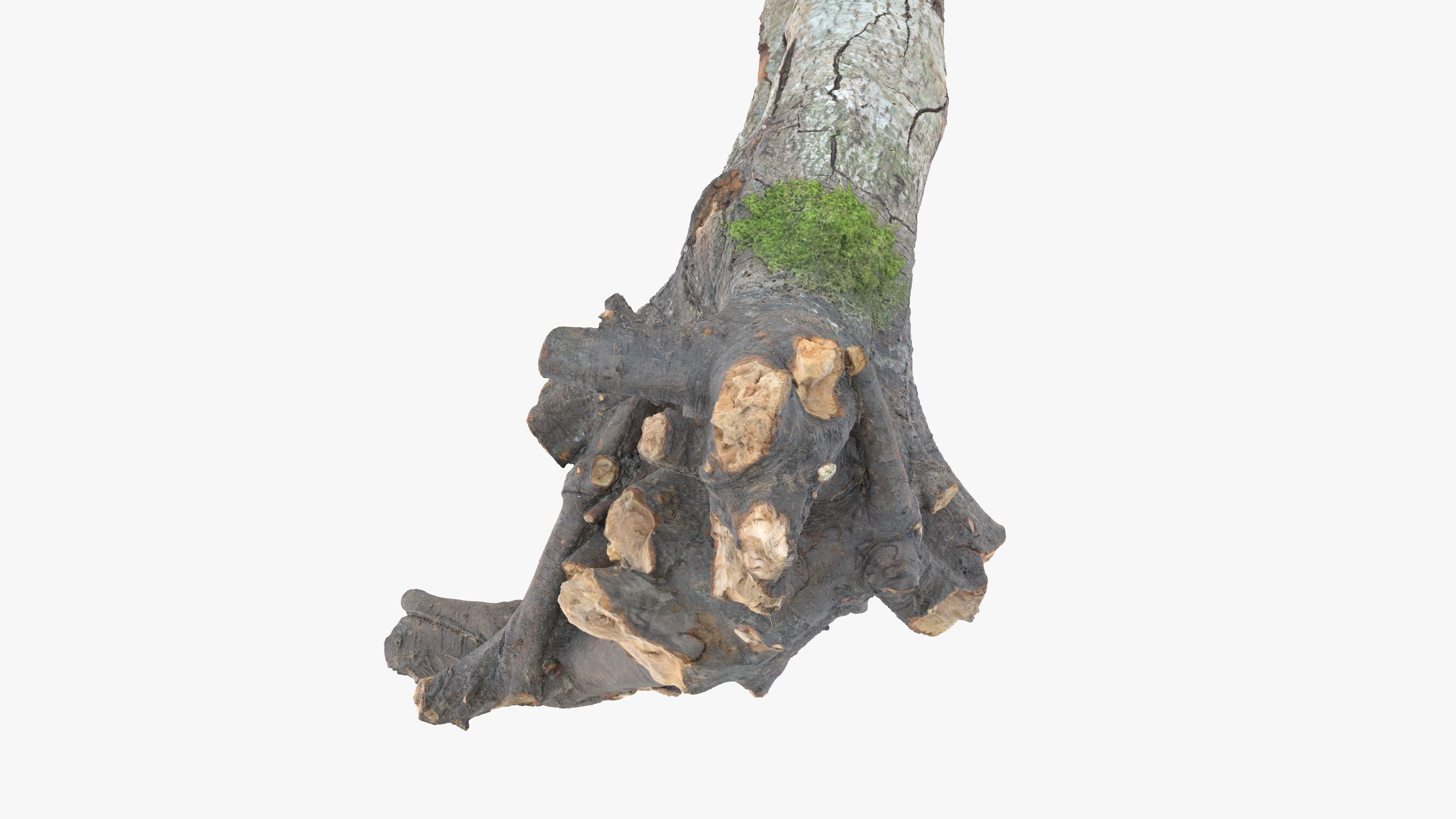 3D model Withered Broken Tree with Roots VR / AR / low-poly | CGTrader