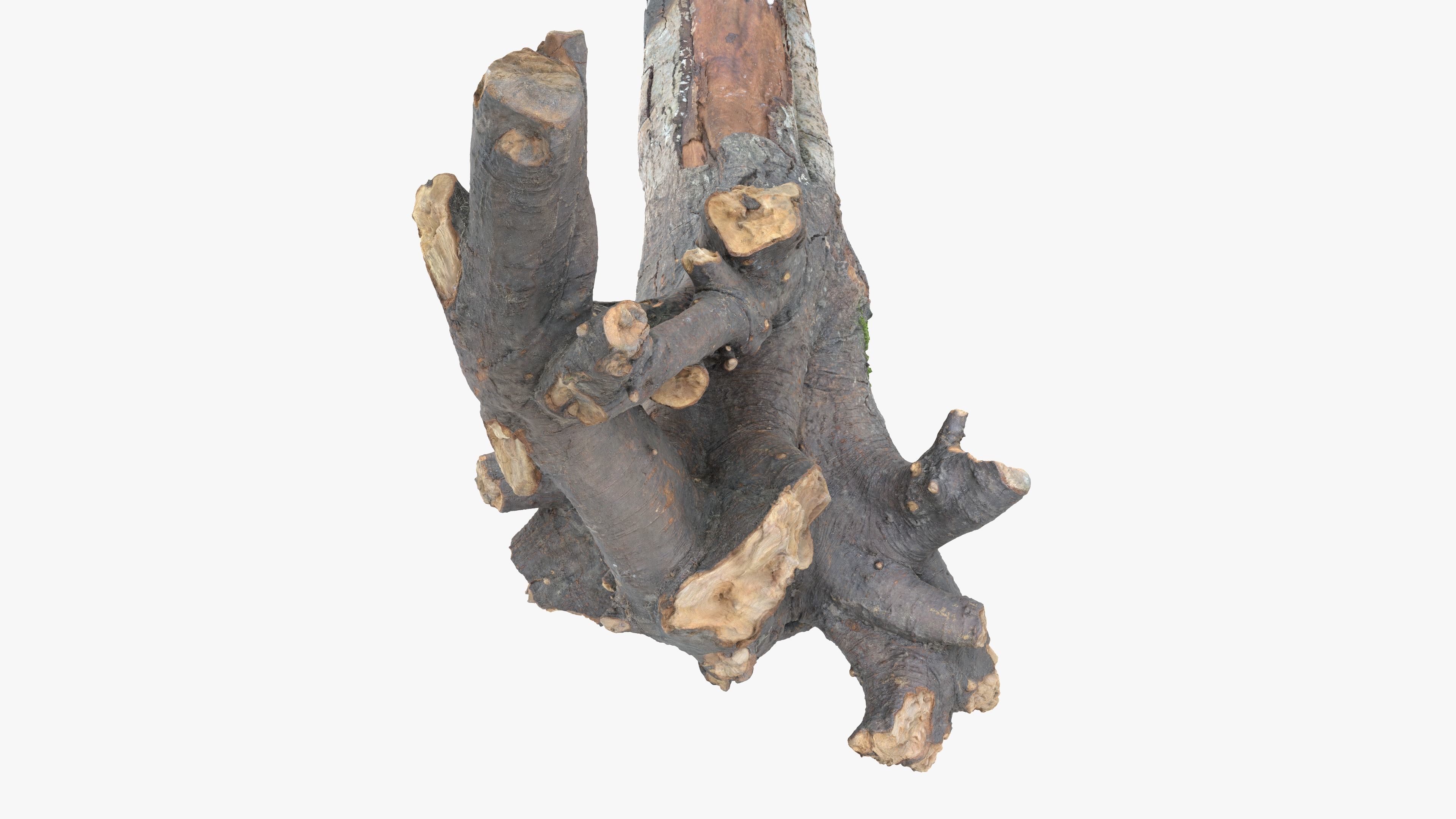 3D model Withered Broken Tree with Roots VR / AR / low-poly | CGTrader