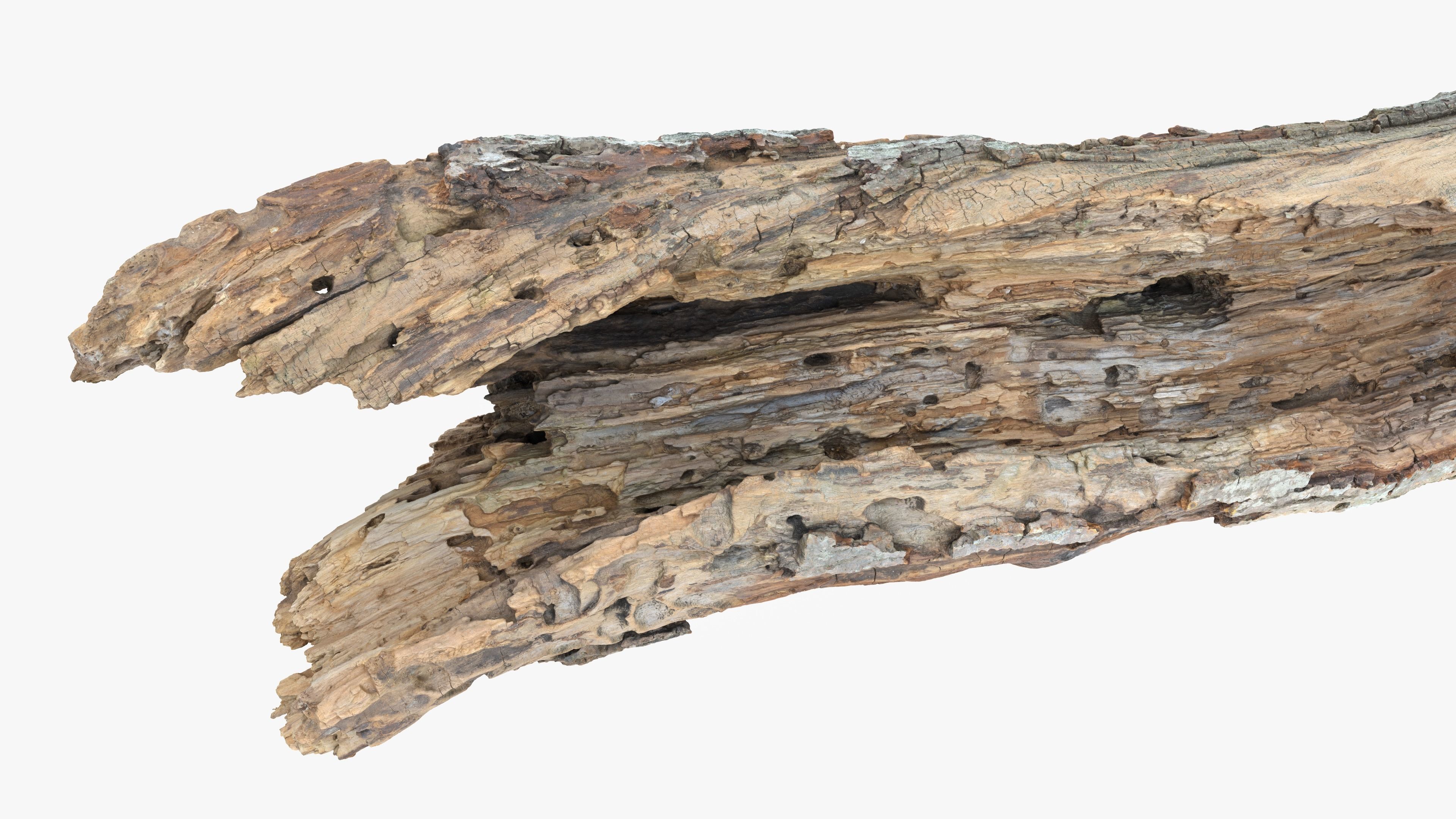 3D model Withered Tree Hide VR / AR / low-poly | CGTrader