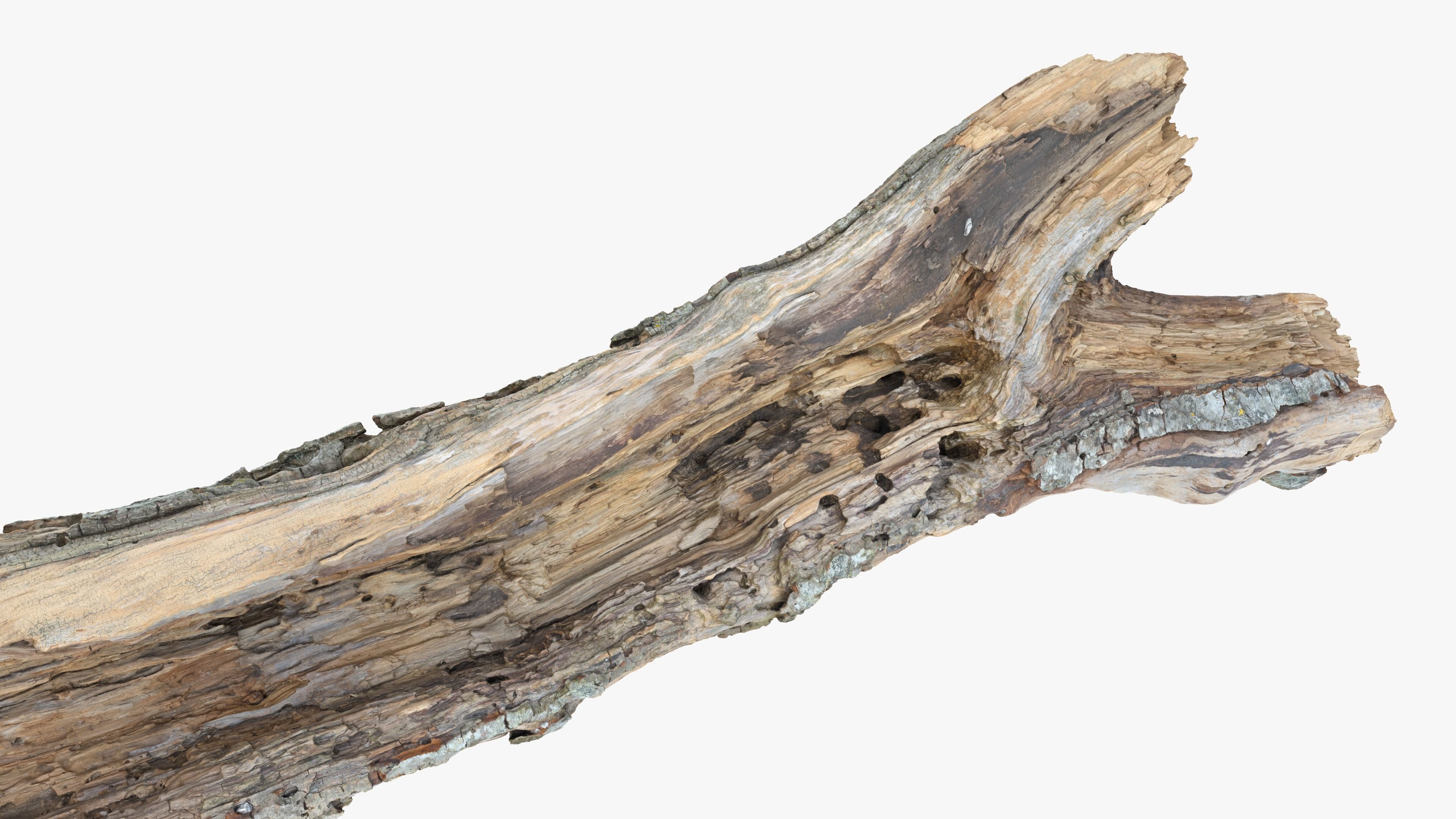 3D model Withered Tree Hide VR / AR / low-poly | CGTrader