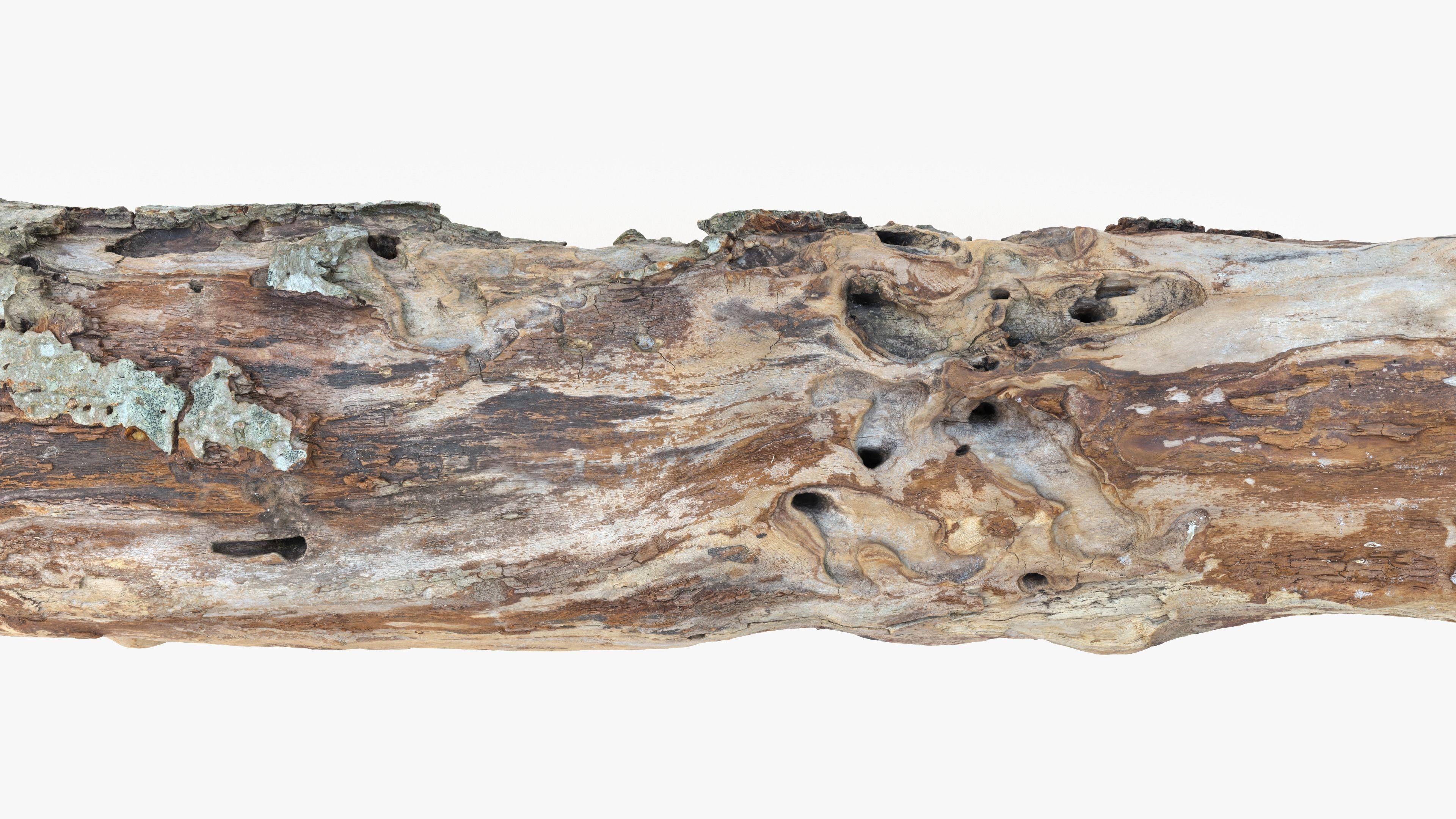 3D model Withered Tree Hide VR / AR / low-poly | CGTrader