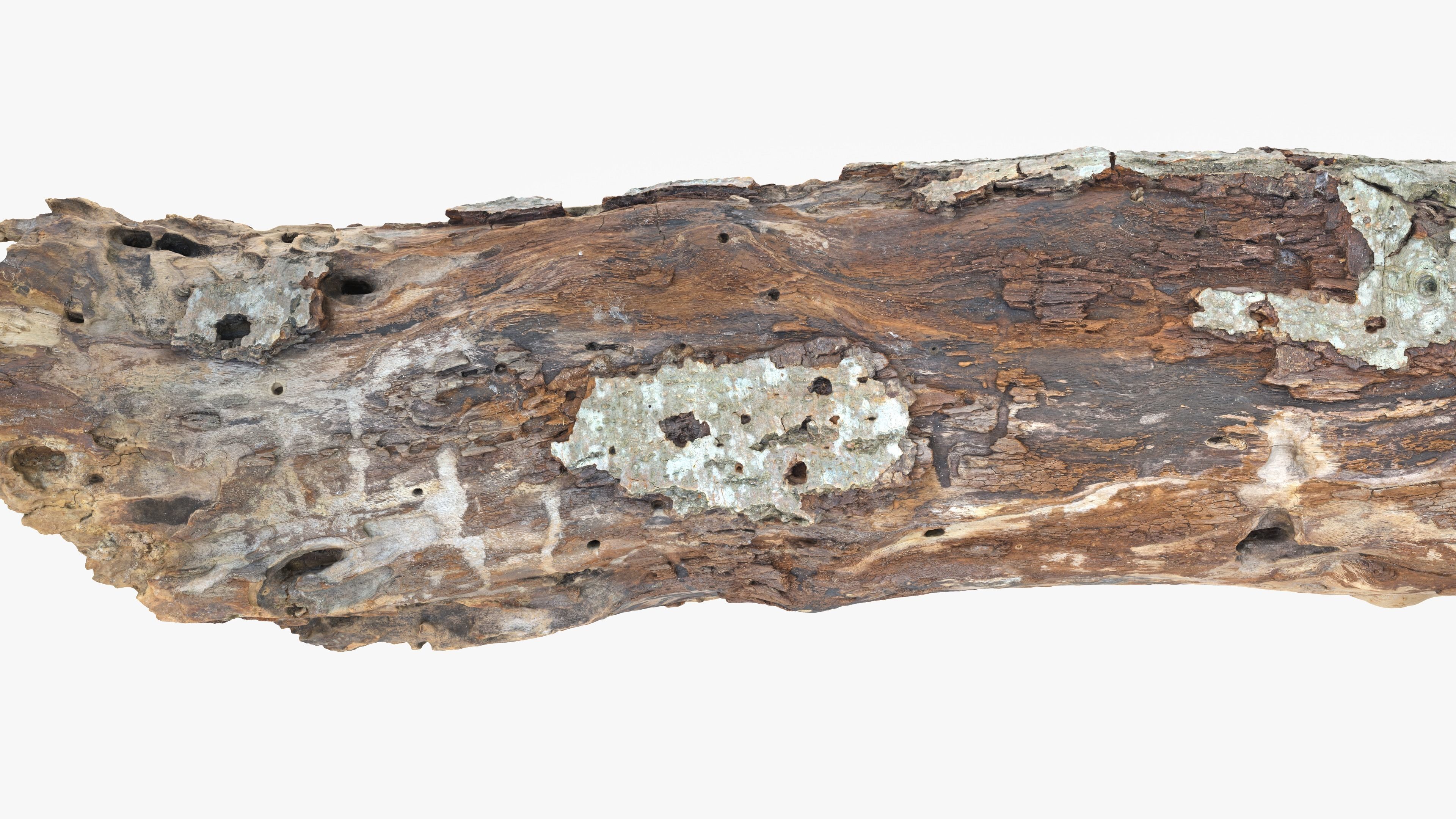 3D model Withered Tree Hide VR / AR / low-poly | CGTrader