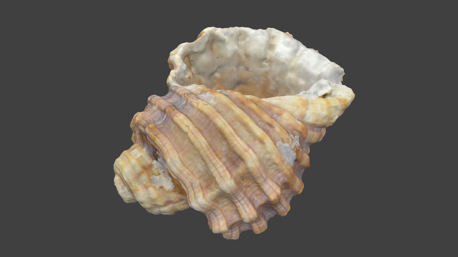 3D model Photoscanned Spiral Ridged Seashell VR / AR / low-poly | CGTrader