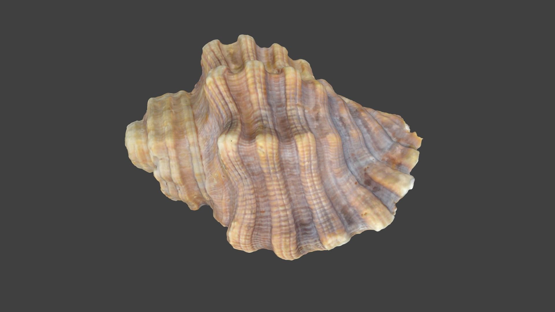 3D model Photoscanned Spiral Ridged Seashell VR / AR / low-poly | CGTrader