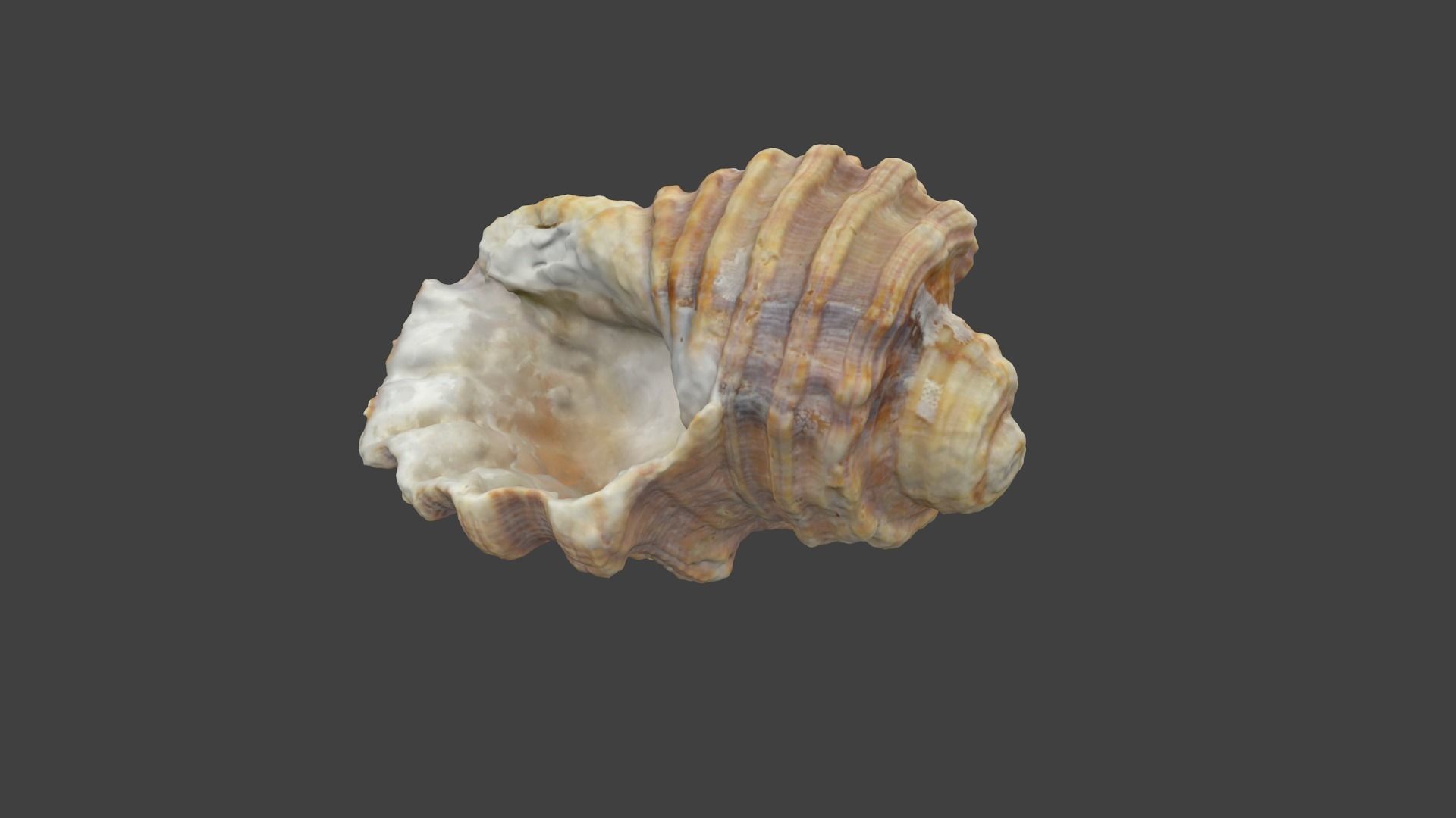 3D model Photoscanned Spiral Ridged Seashell VR / AR / low-poly | CGTrader