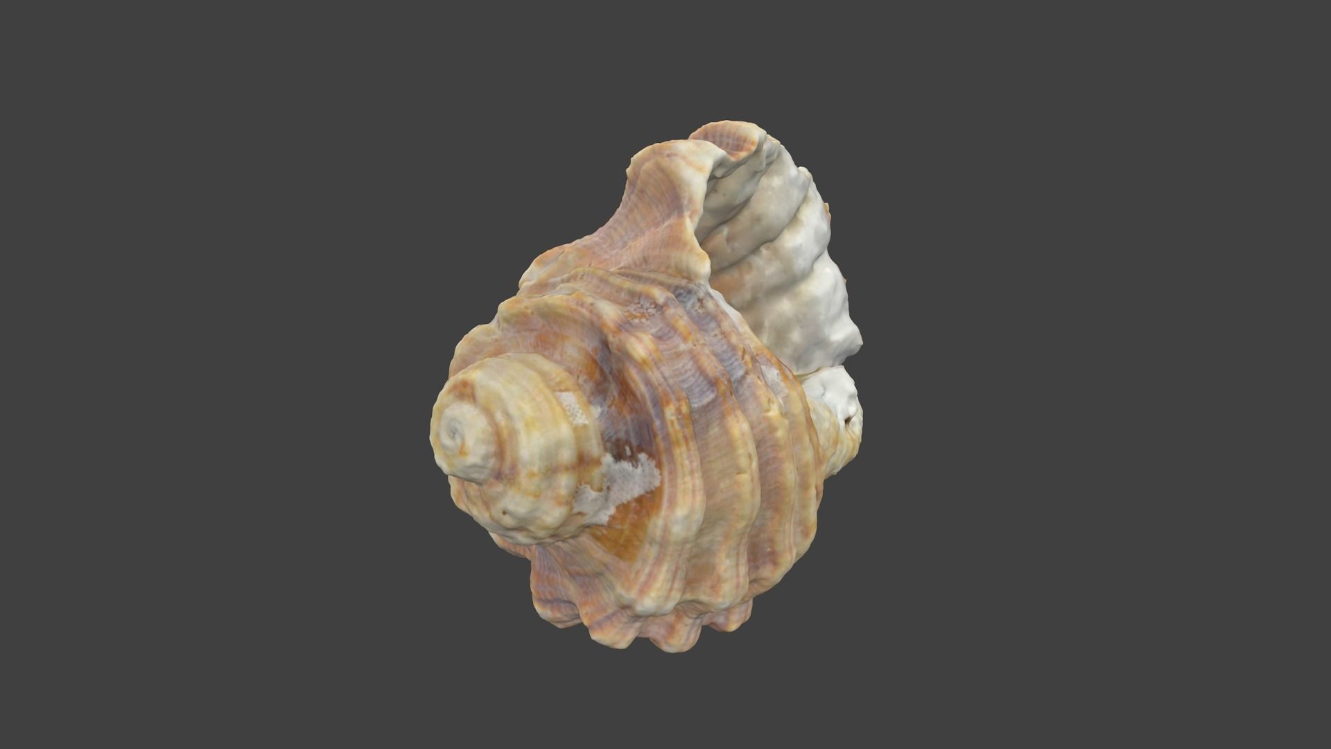 3D model Photoscanned Spiral Ridged Seashell VR / AR / low-poly | CGTrader