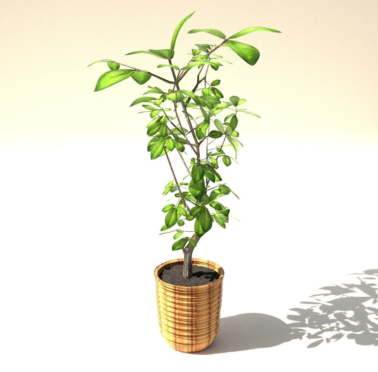 fig tree 3D model | CGTrader