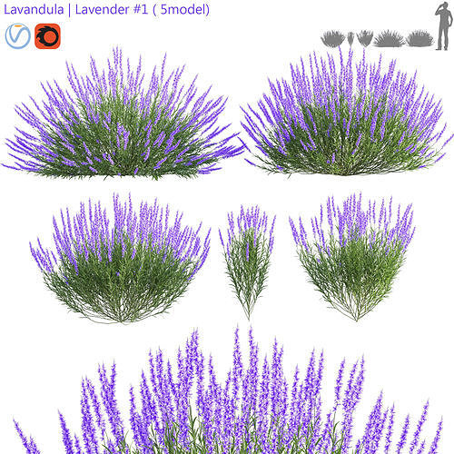 Lavandula Lavender 3D model | CGTrader