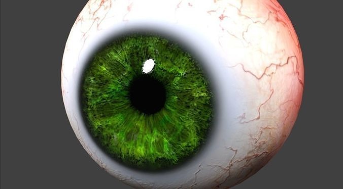 eye model 3D model rigged | CGTrader