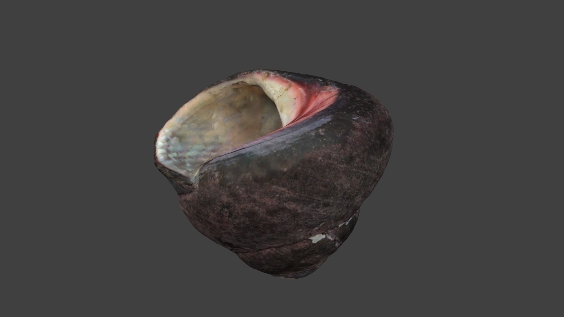 3D model Pink lipped topshell seashell photoscan VR / AR / low-poly ...