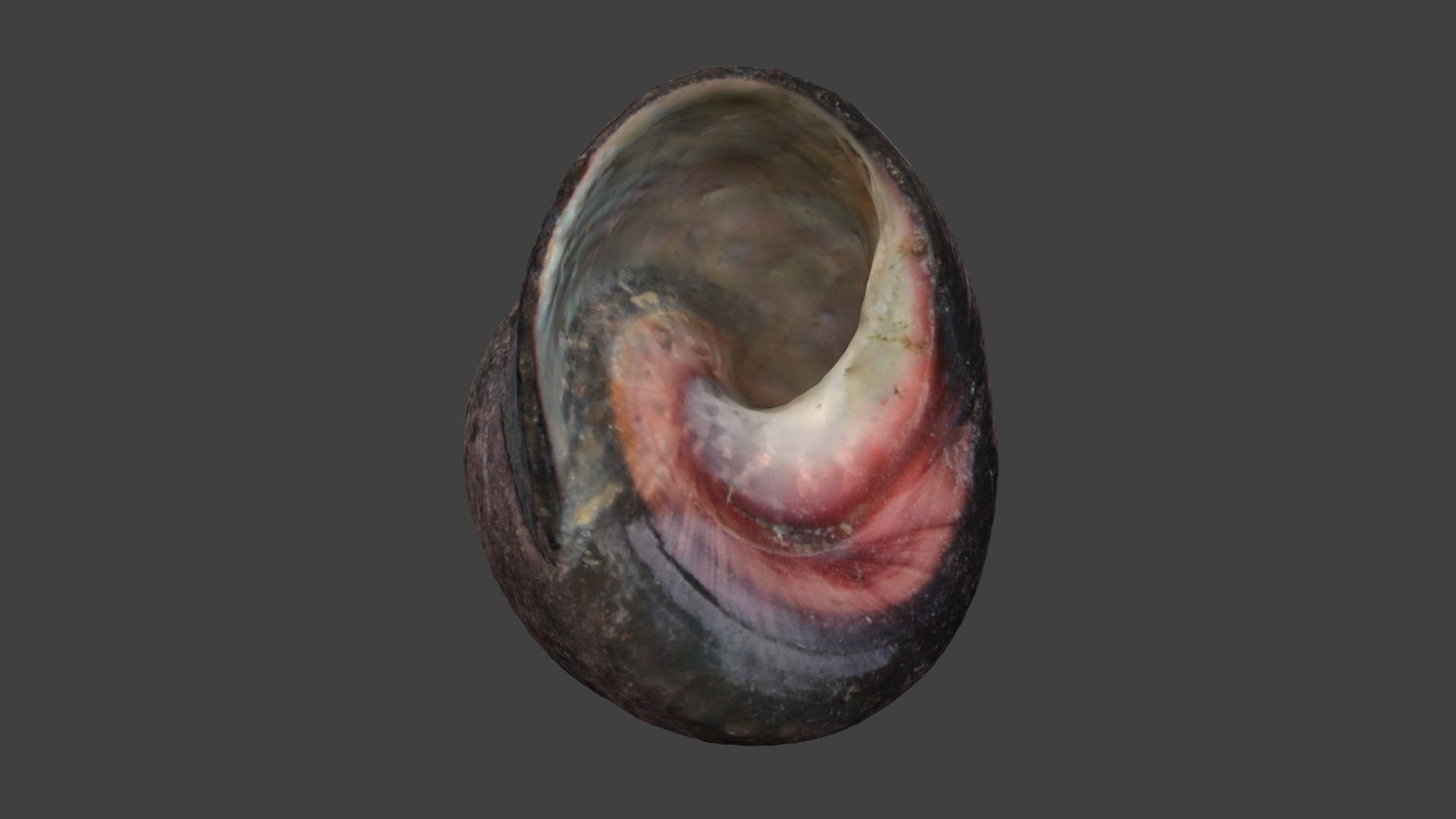 3D model Pink lipped topshell seashell photoscan VR / AR / low-poly ...