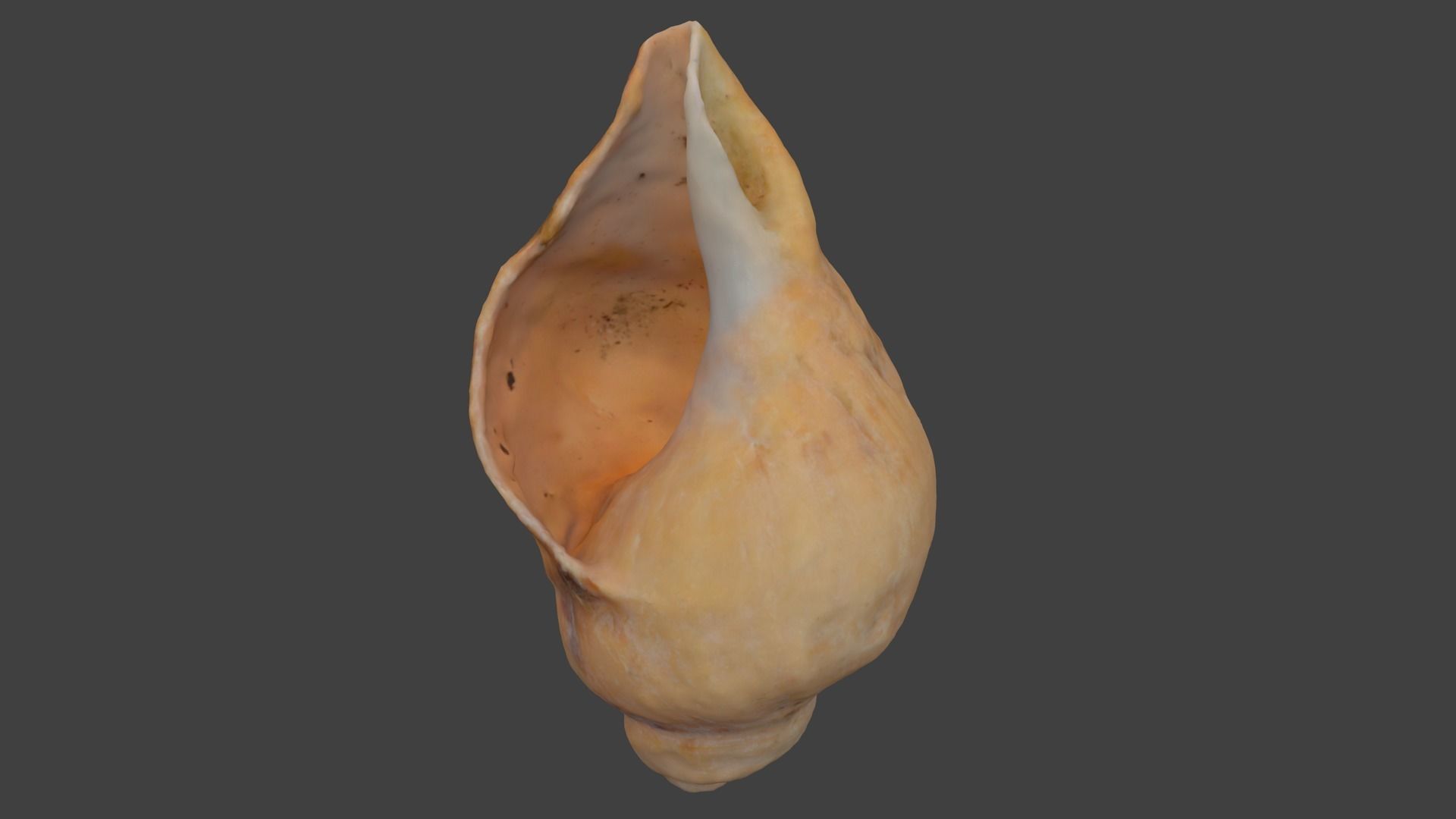 3D model Pointed Spiral Seashell Photoscan VR / AR / low-poly | CGTrader