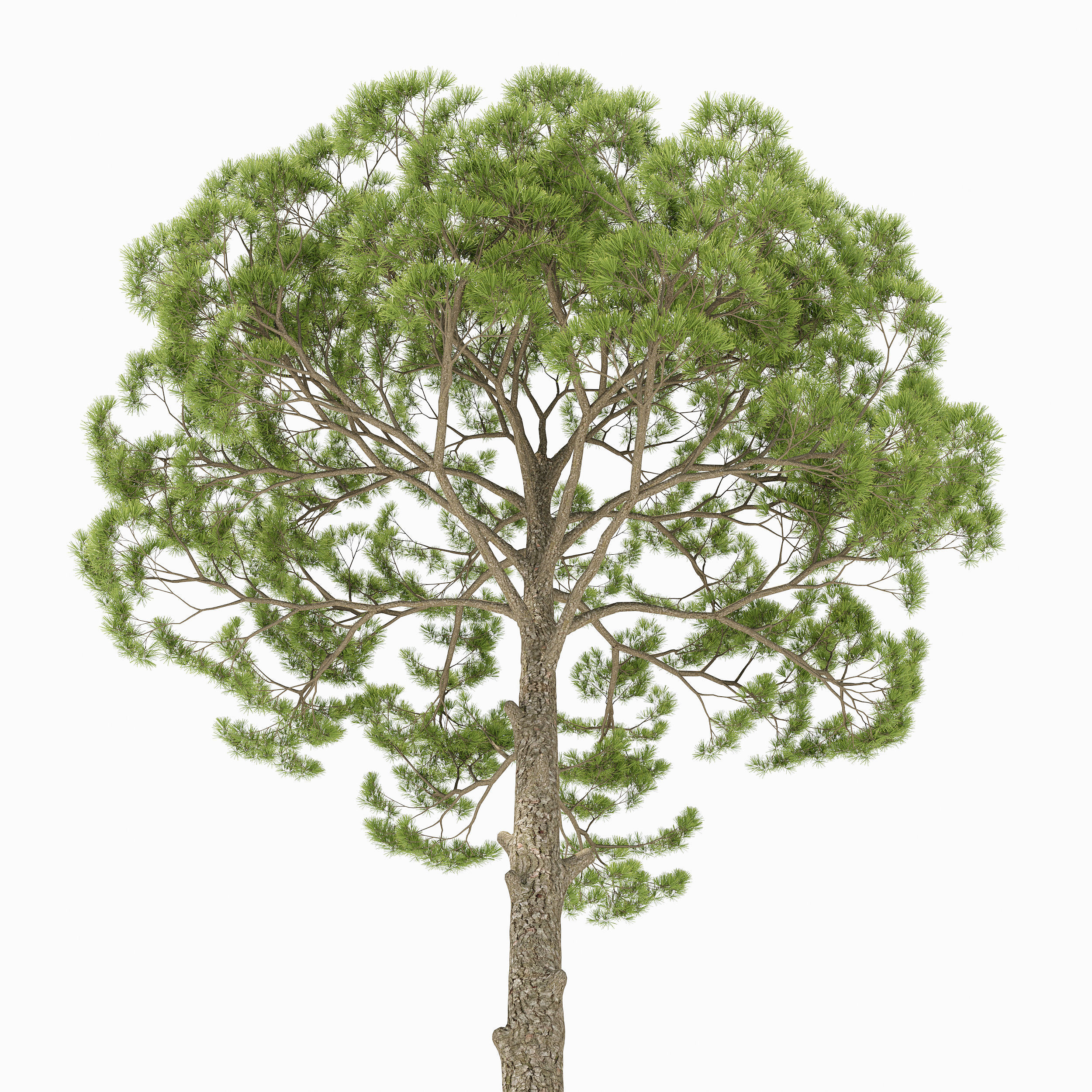 Stone Pine 3D model | CGTrader