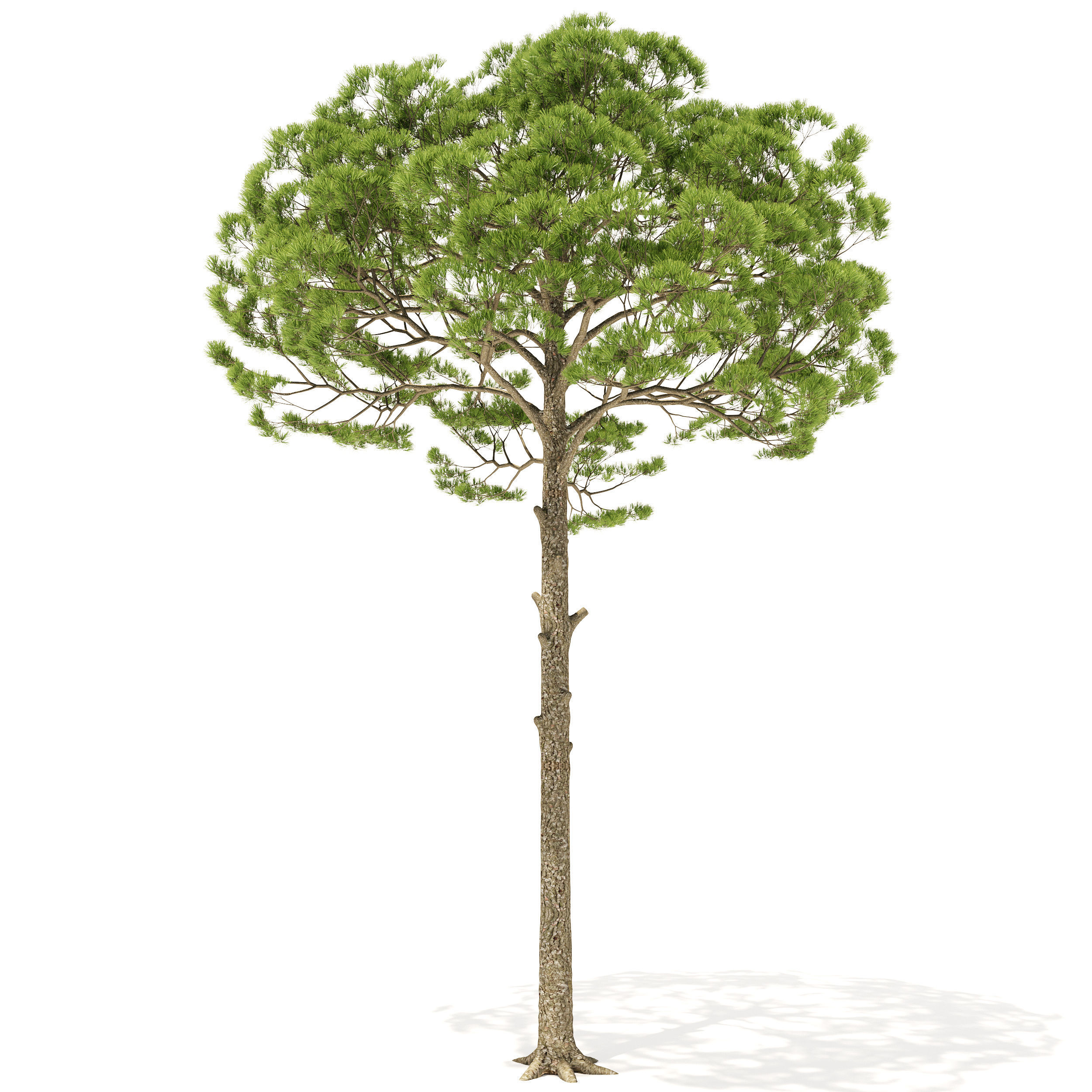 Stone Pine 3D model | CGTrader