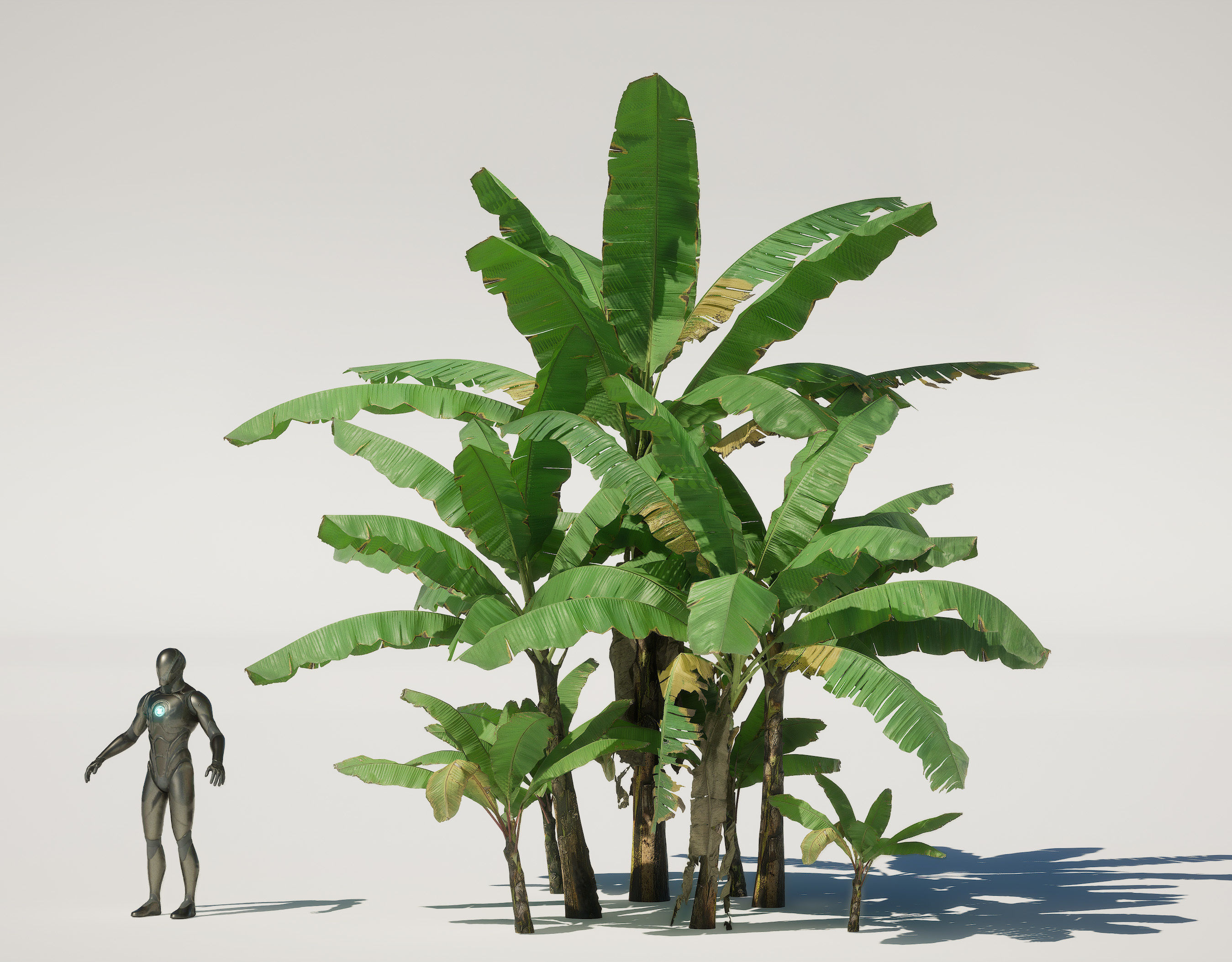 3D model Banana Plant Tree VR / AR / low-poly | CGTrader