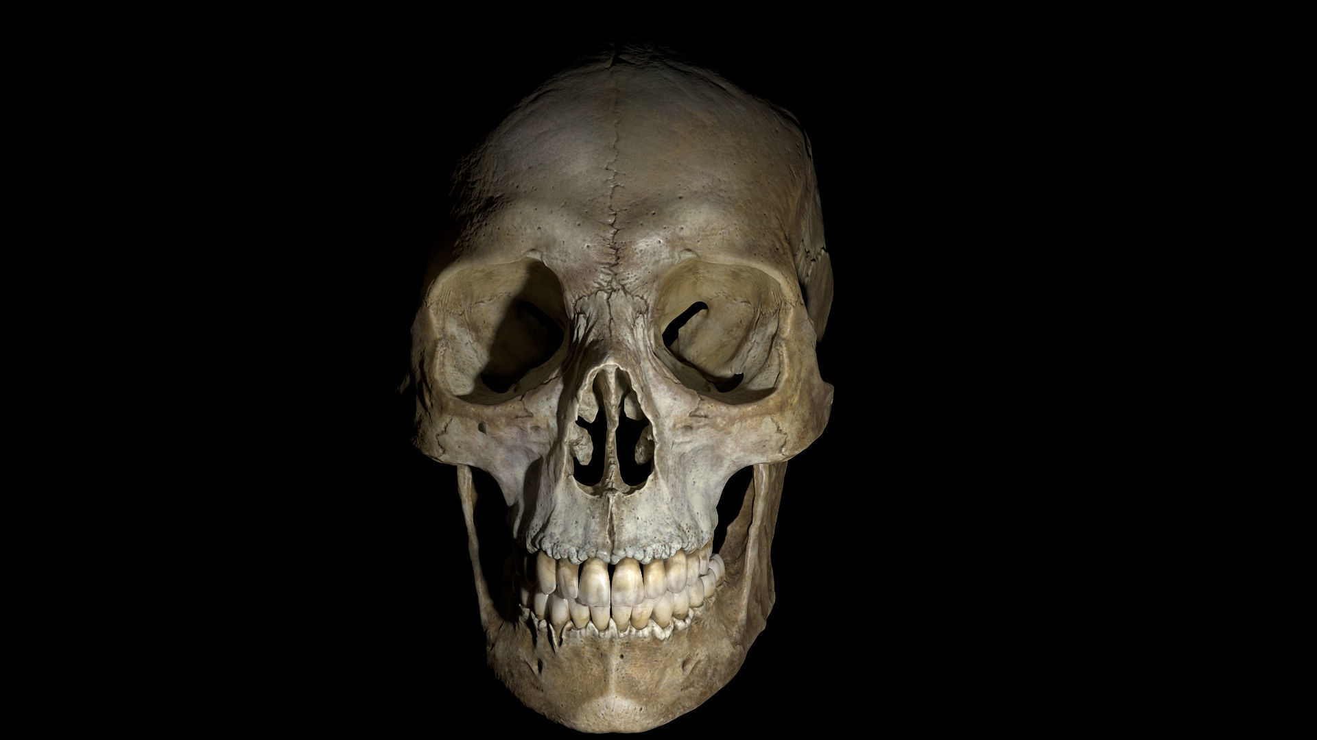 Human female skull- model for rendering- PBR 8K 3D model | CGTrader