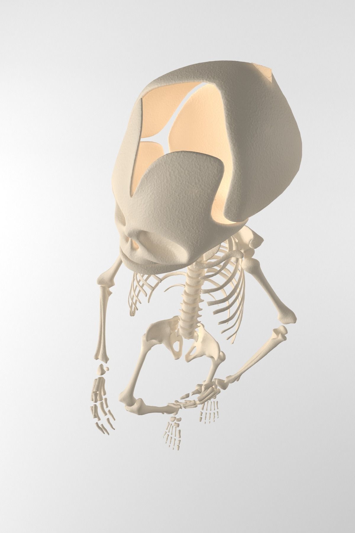 child skeleton 3D model | CGTrader