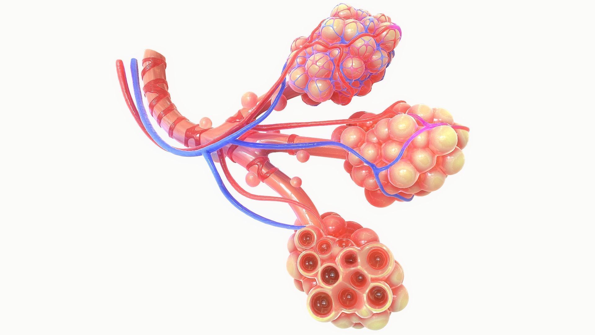 Realistic Human Bronchi Alveoli Anatomy 3D model | CGTrader