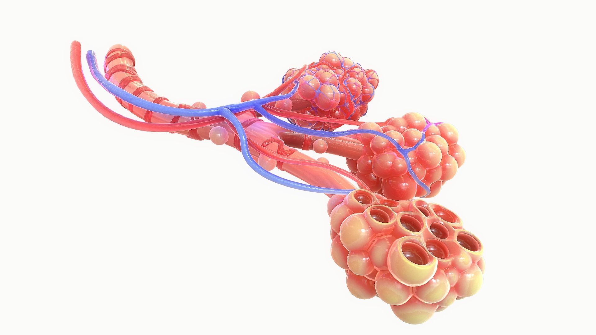 Realistic Human Bronchi Alveoli Anatomy 3D model | CGTrader