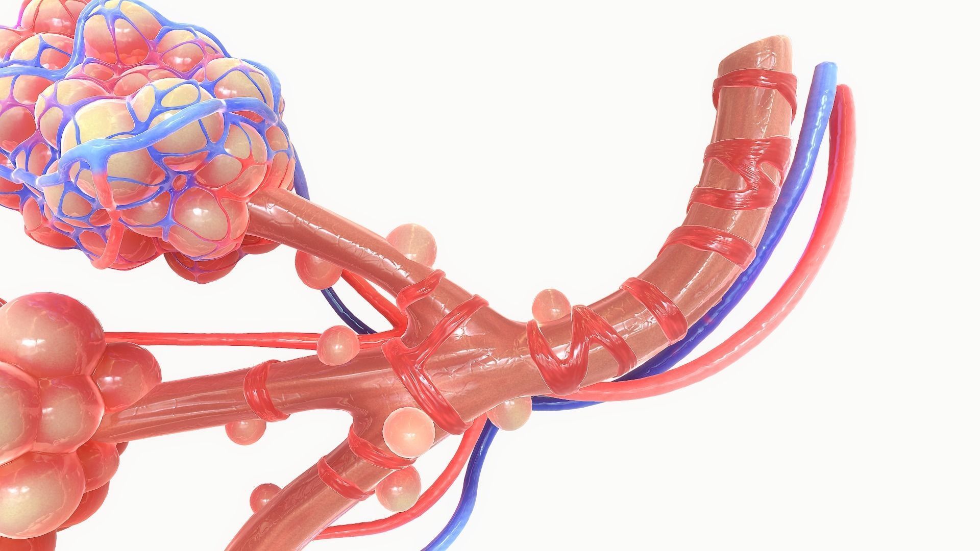Realistic Human Bronchi Alveoli Anatomy 3D model | CGTrader
