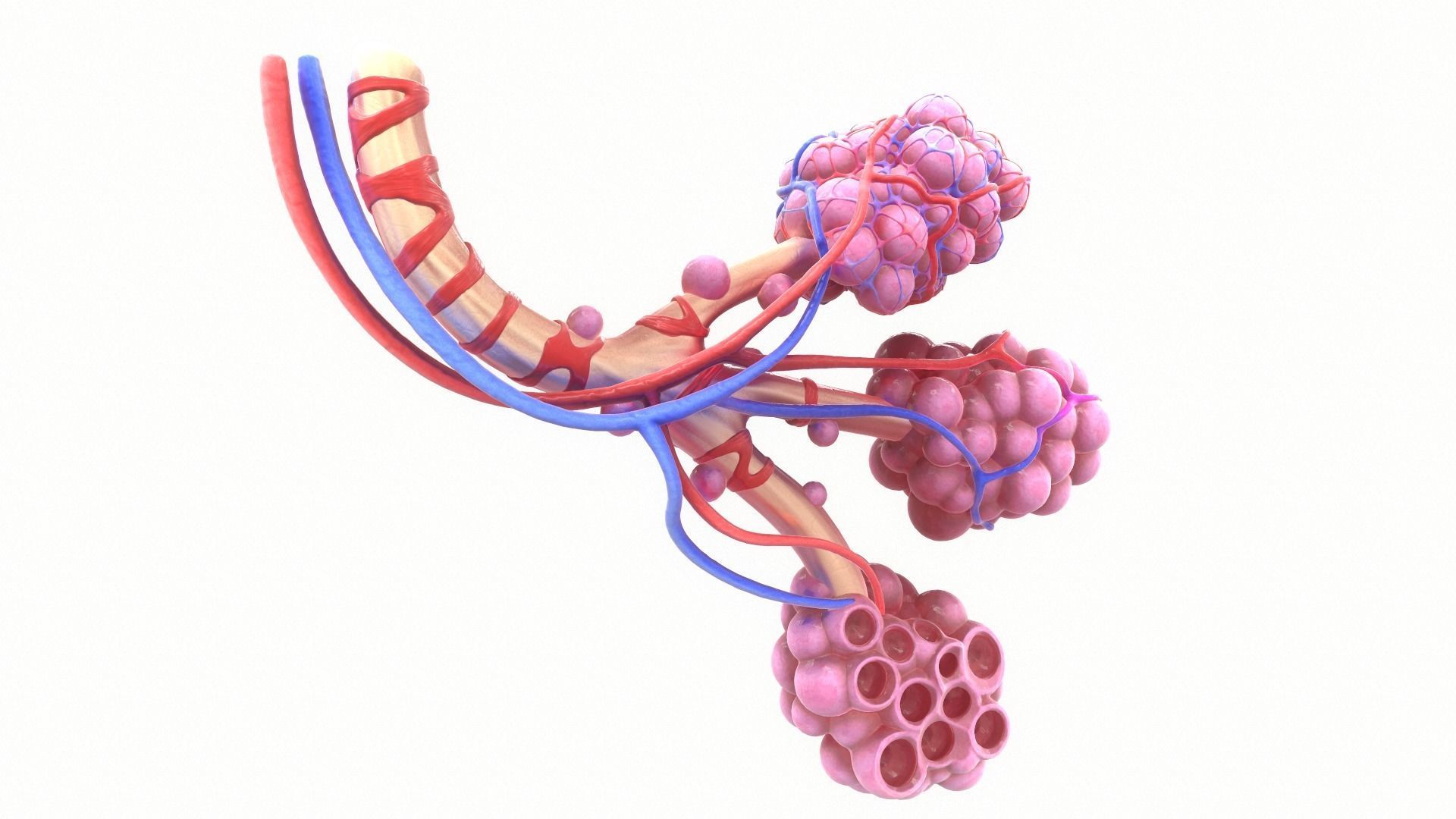 Realistic Human Bronchi Alveoli Anatomy 3D model | CGTrader