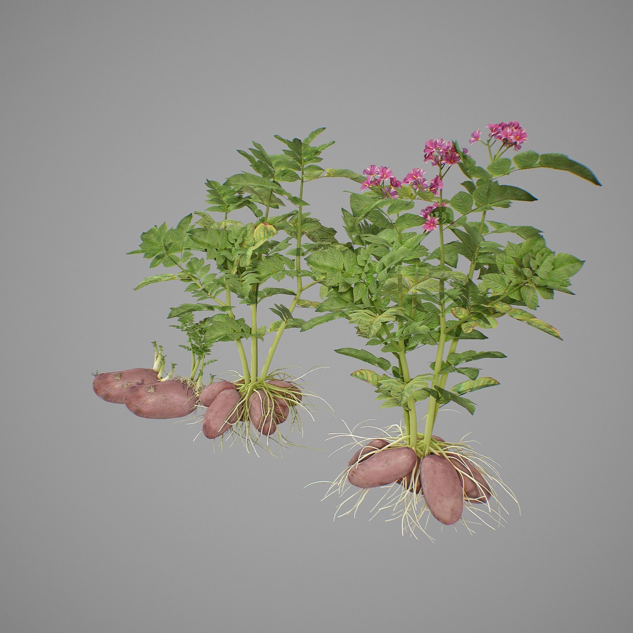 Potato tuber set 3D model | CGTrader