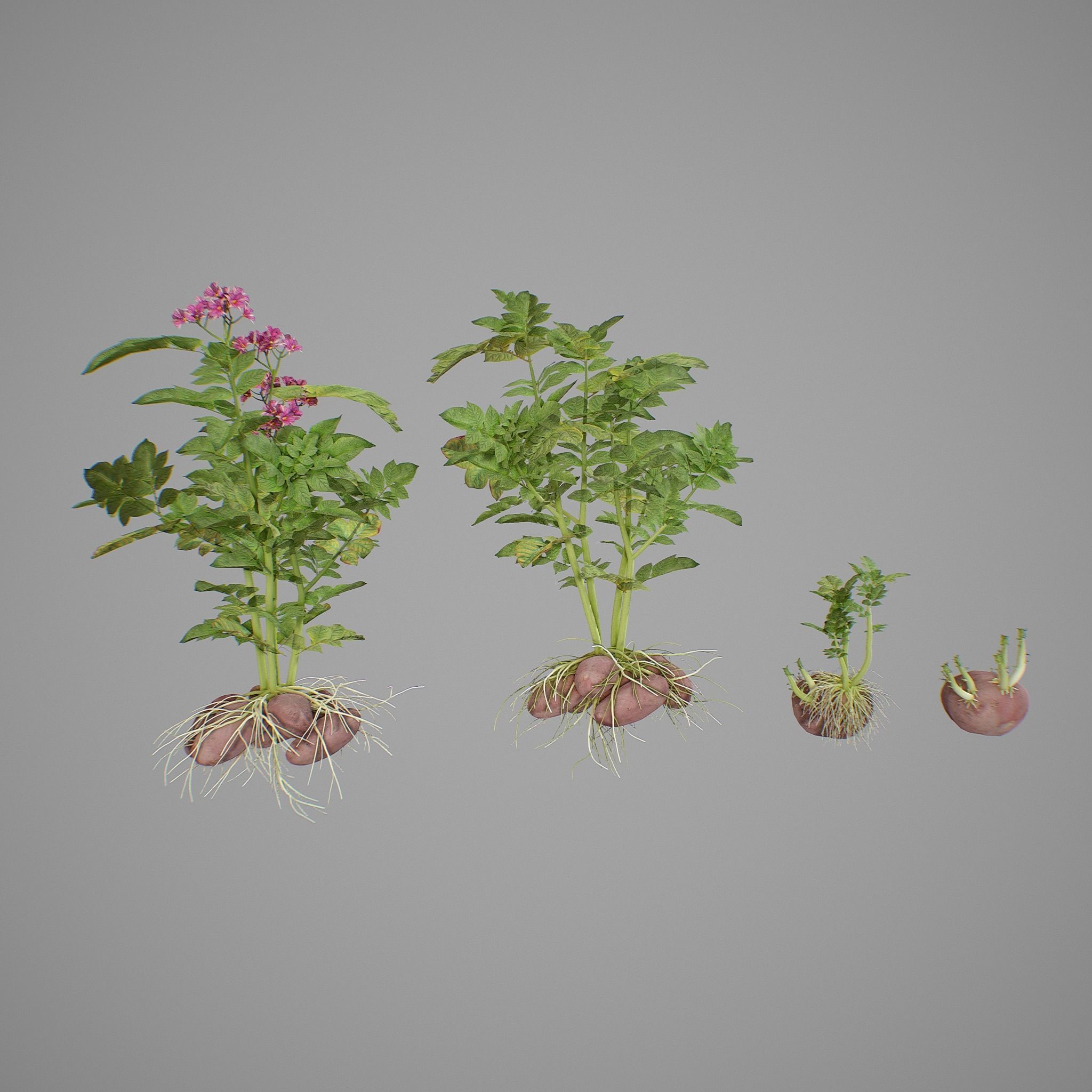 Potato tuber set 3D model | CGTrader