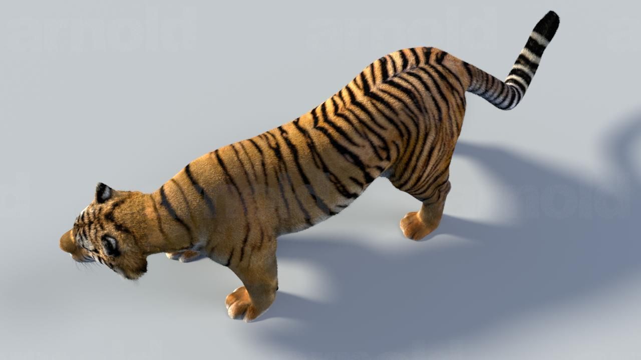 Tiger maya 3D Model rigged MA MB - CGTrader.com