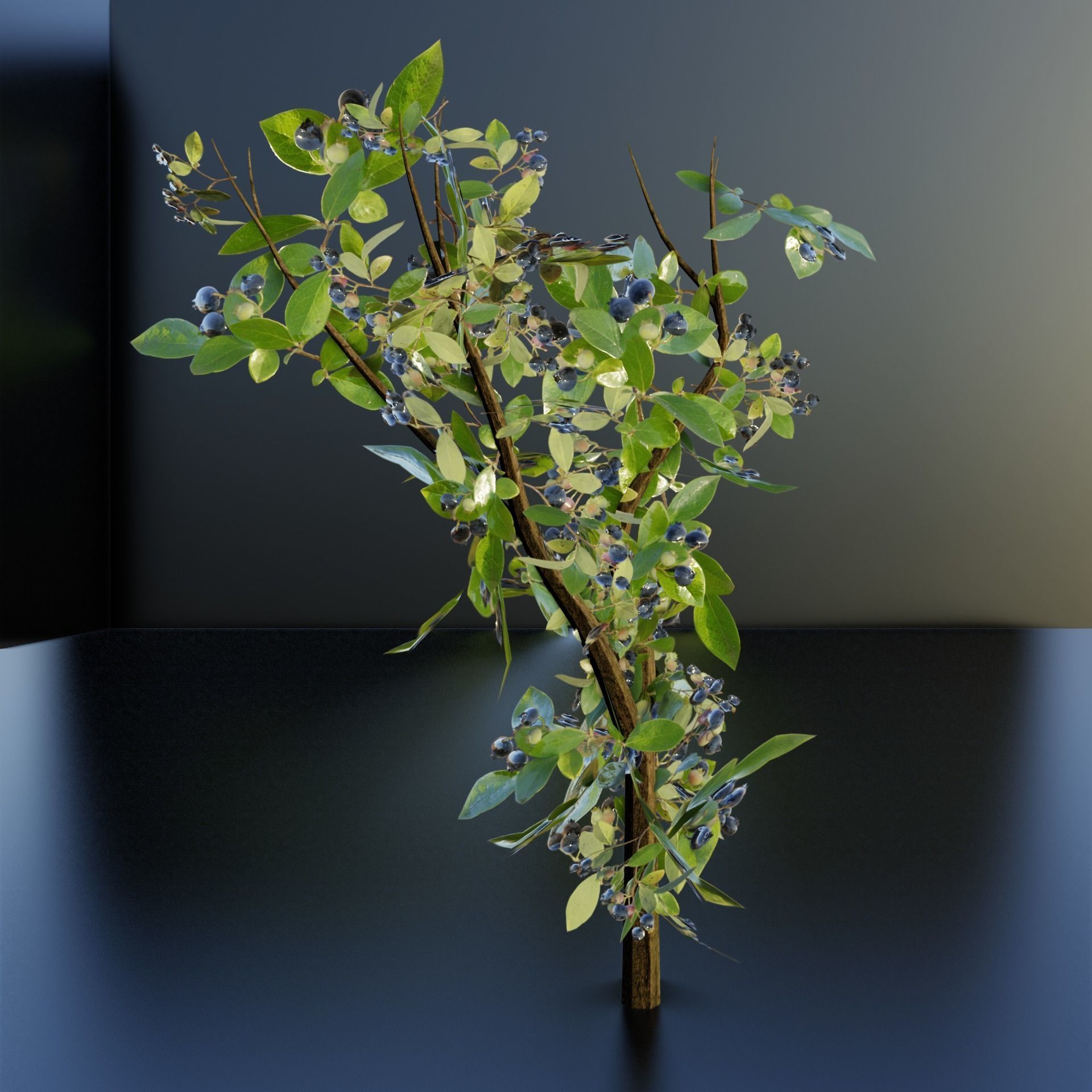 blue berry bushes 3d model with low polygon 3D model | CGTrader